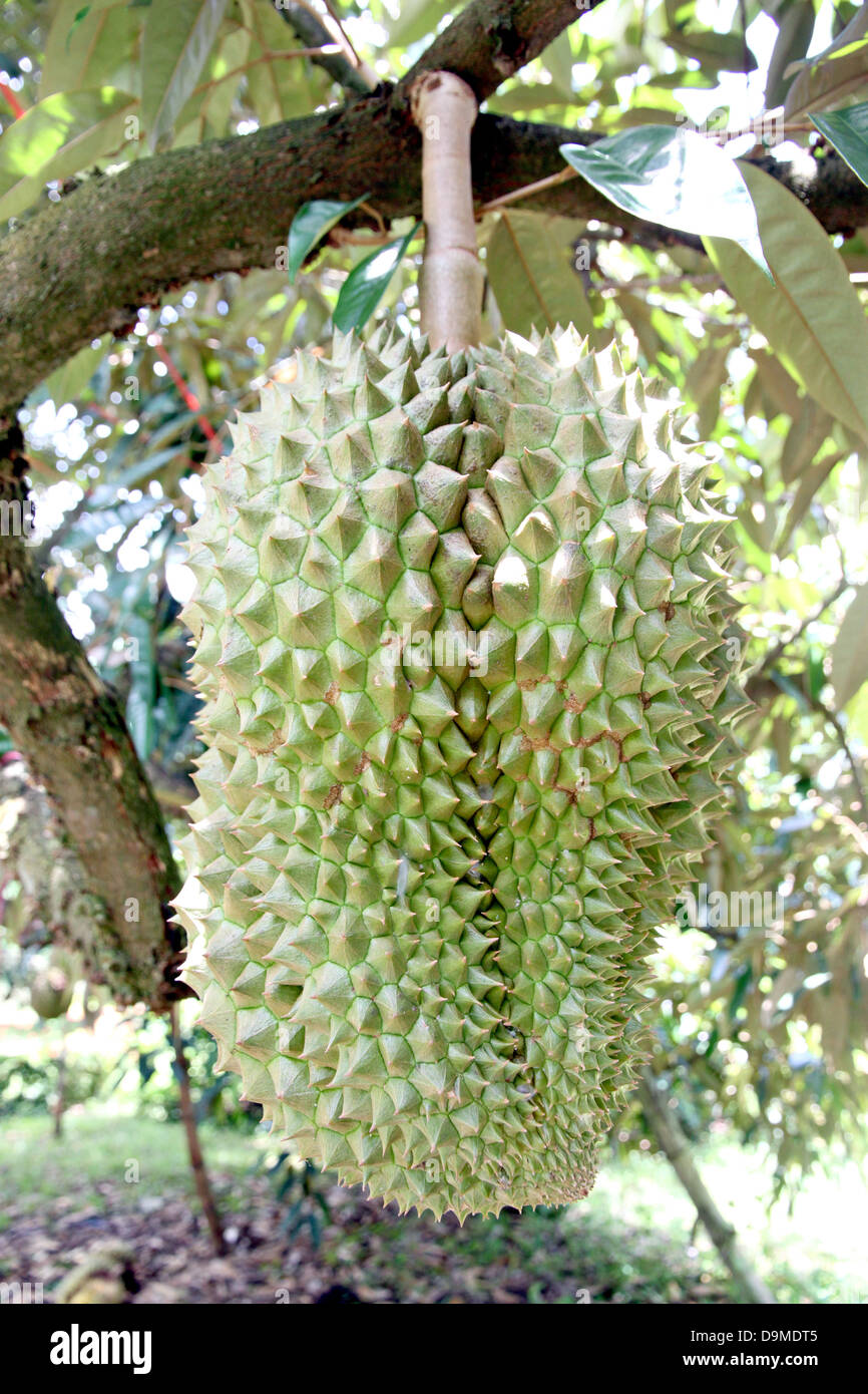 Durian from Thailand is Fruit with a strong smell Stock Photo - Alamy