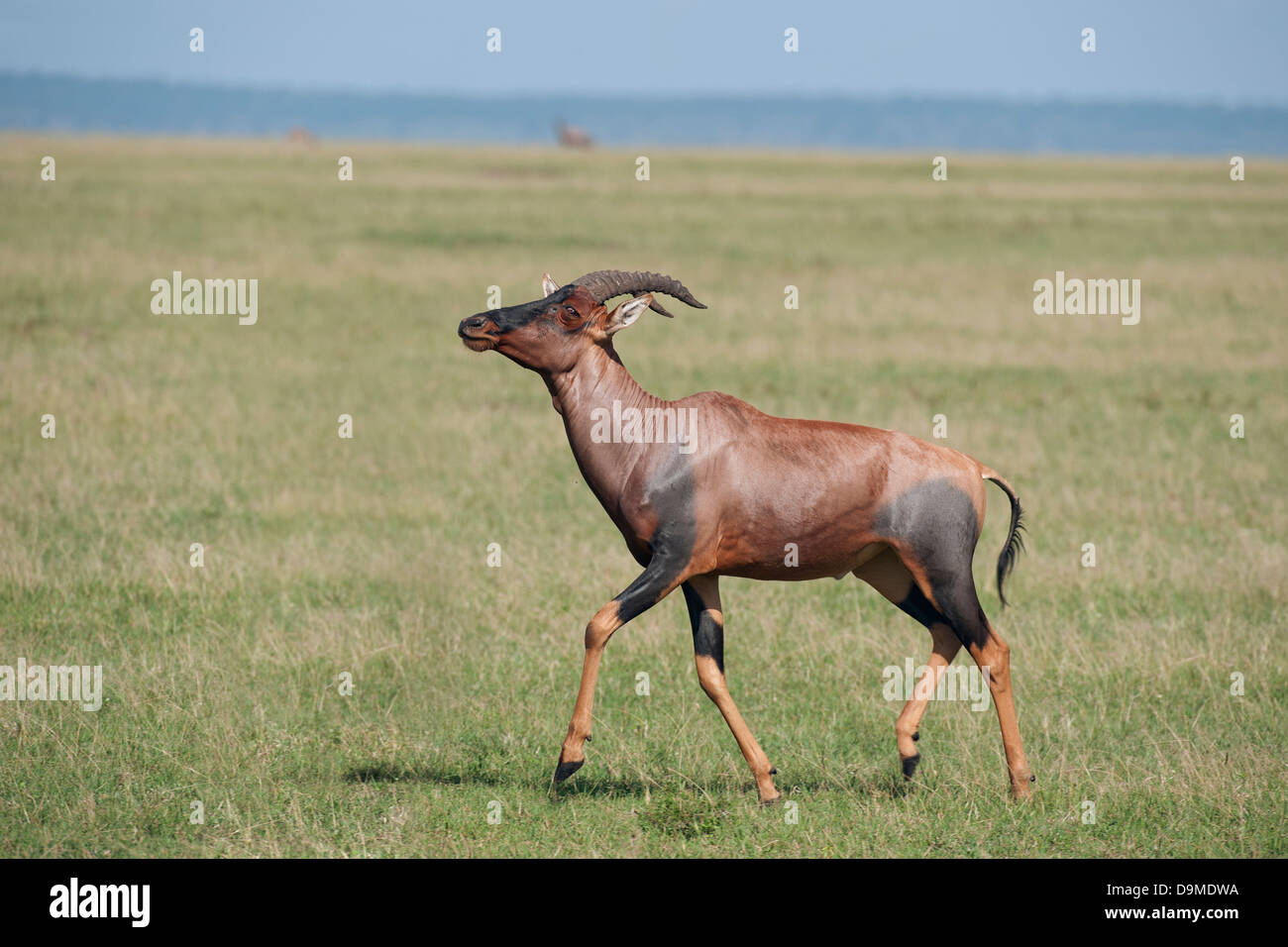 Topi running, Masai Mara,Kenya Stock Photo - Alamy