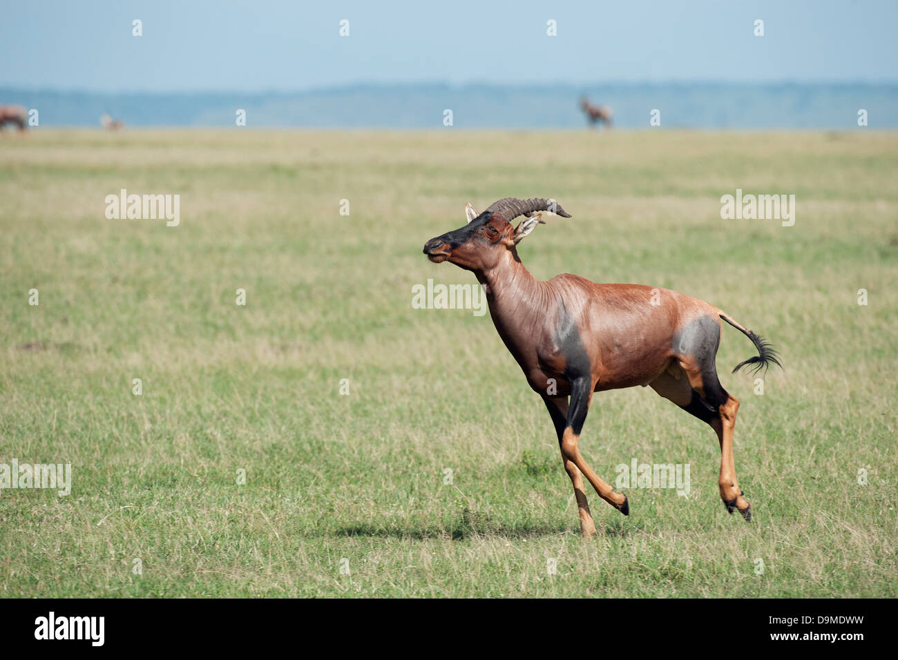 Running antelope hi-res stock photography and images - Alamy