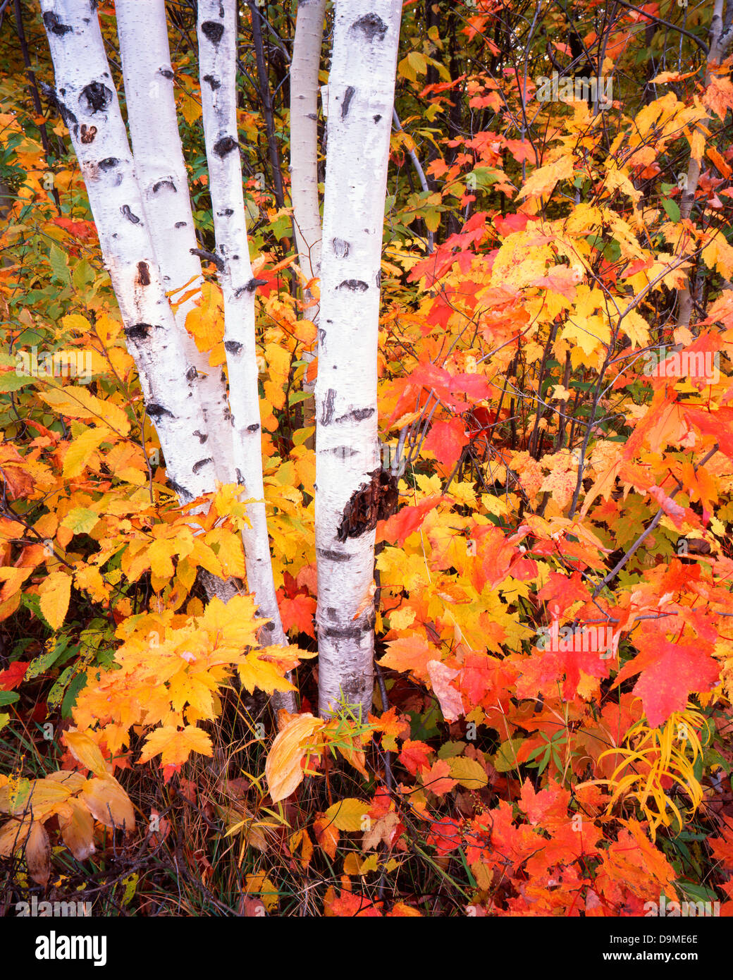 Birch and maple fall colors in Upper Peninsula Michigan Stock Photo - Alamy