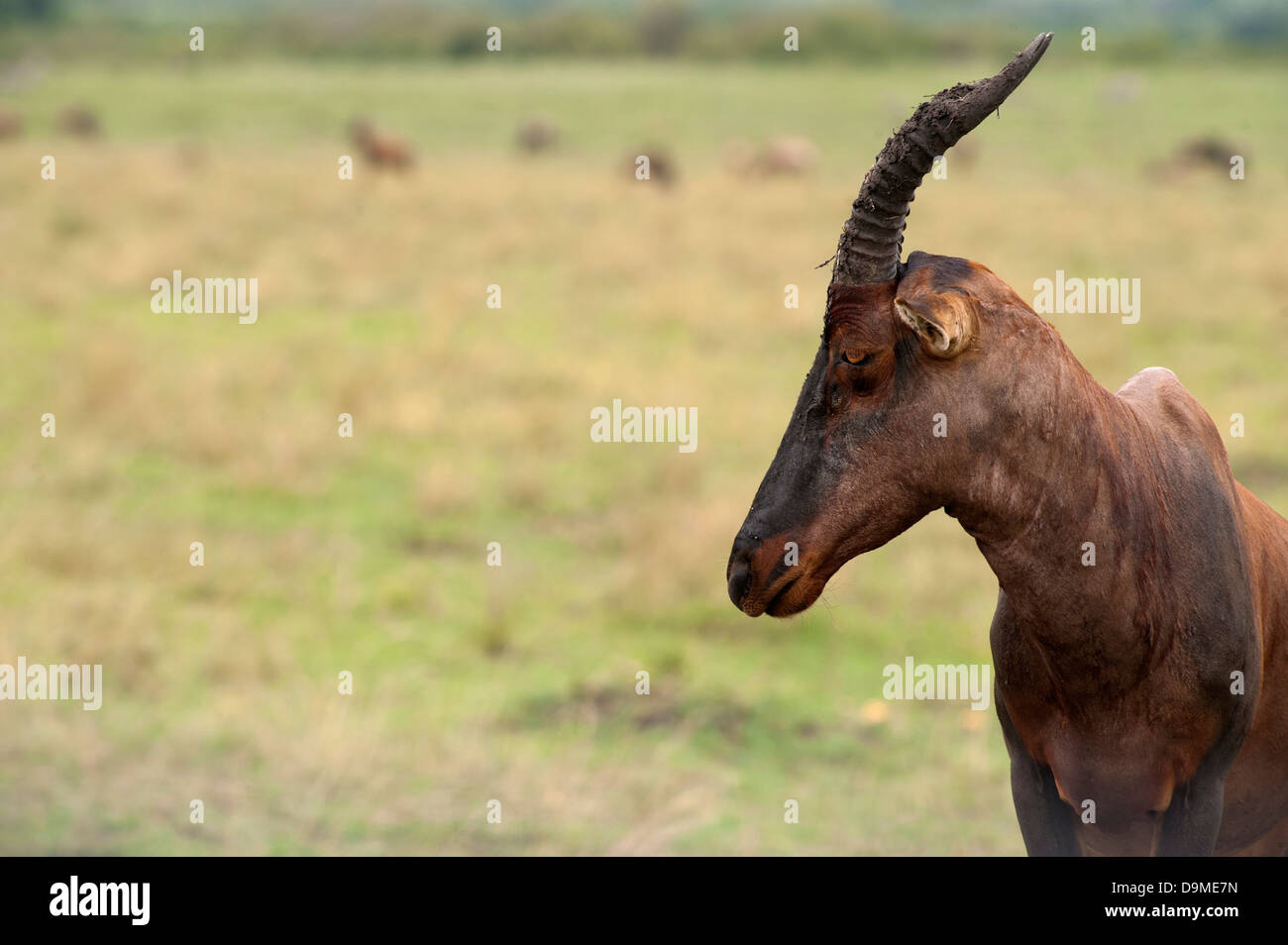Topi portrait closeup hi-res stock photography and images - Alamy