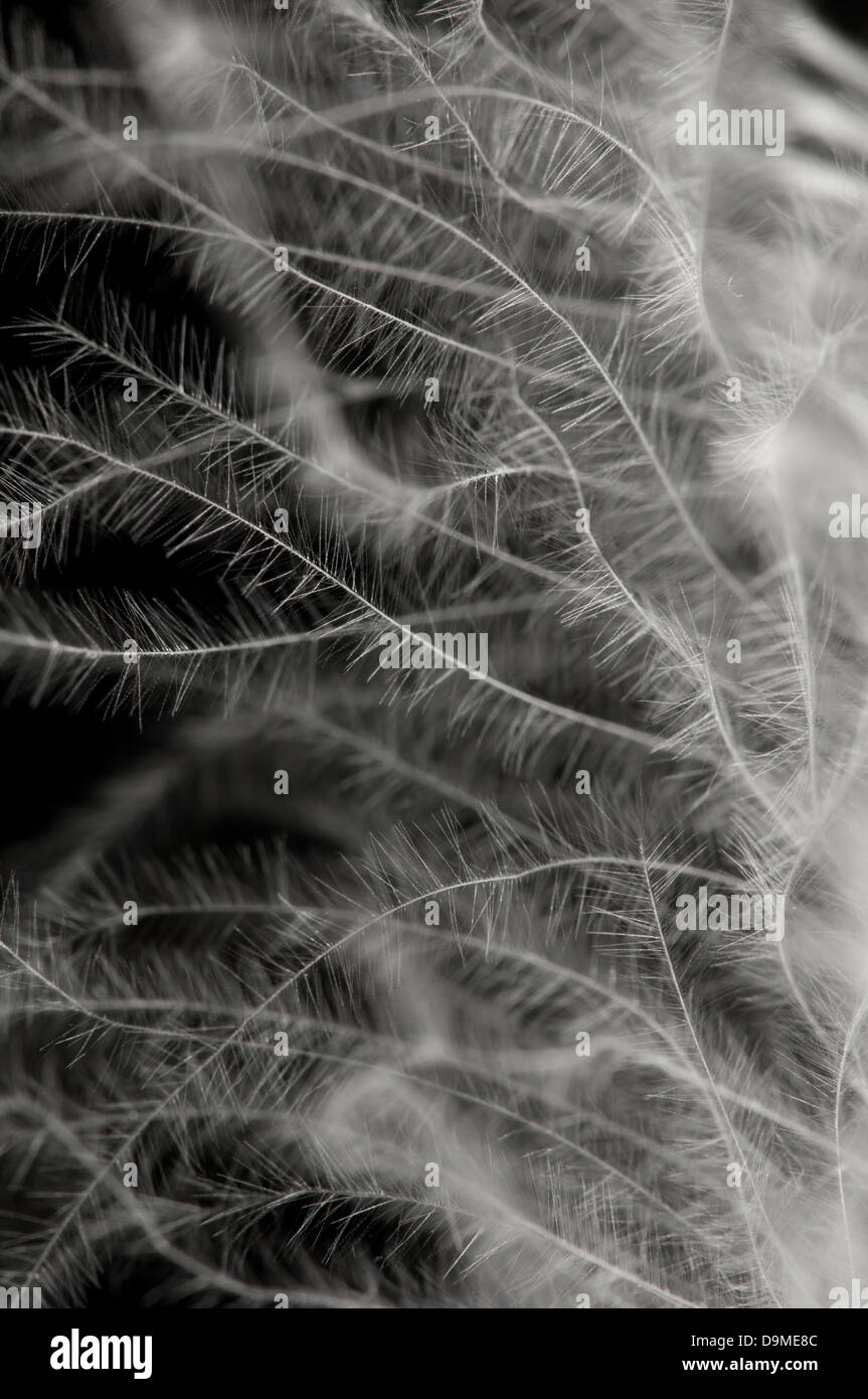 Filoplumes hi-res stock photography and images - Alamy