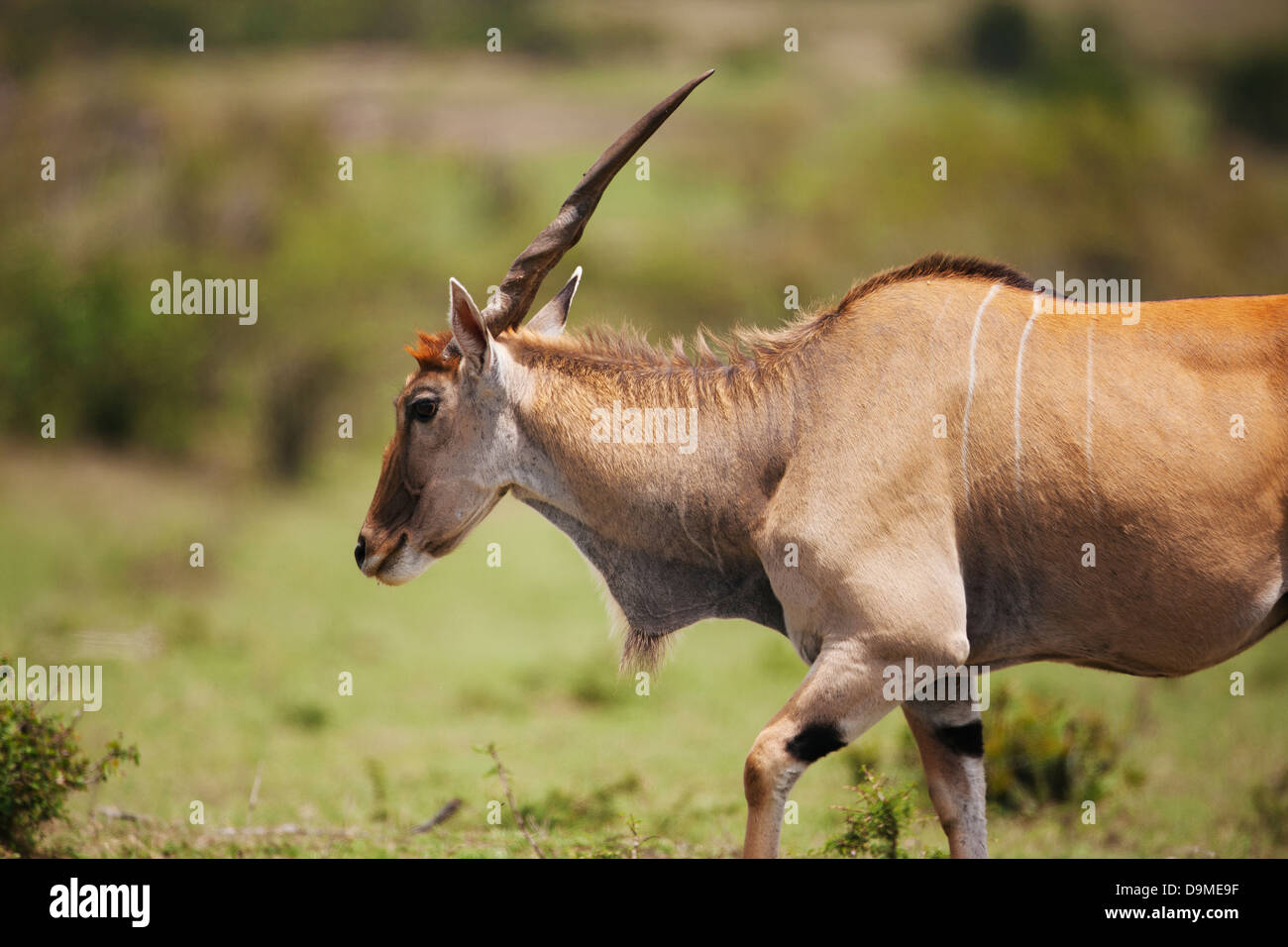 Eland antelope hi-res stock photography and images - Alamy