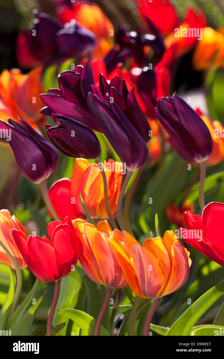 Todwick hi-res stock photography and images - Alamy