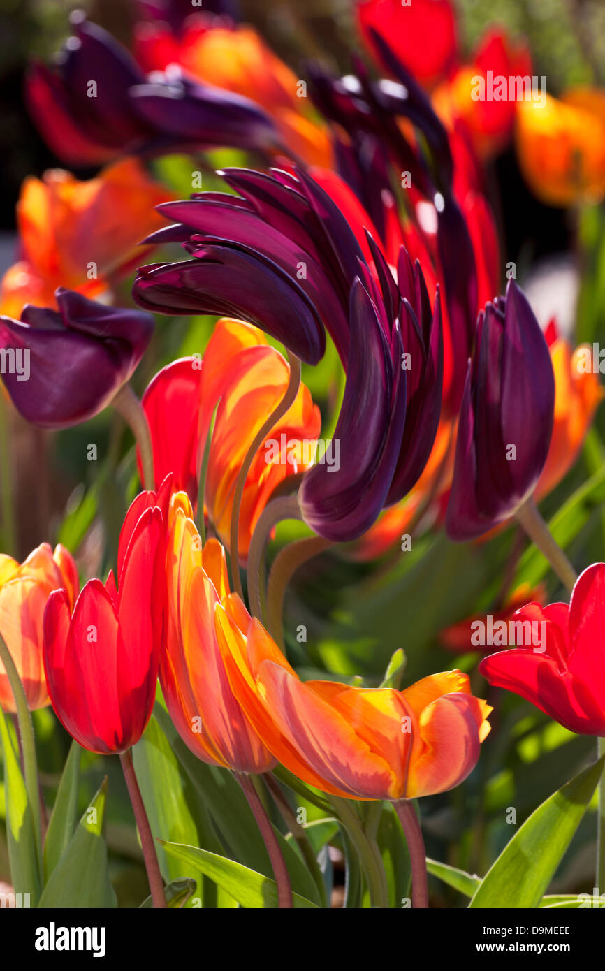 Tulips in close-up in a Todwick garden Stock Photo - Alamy
