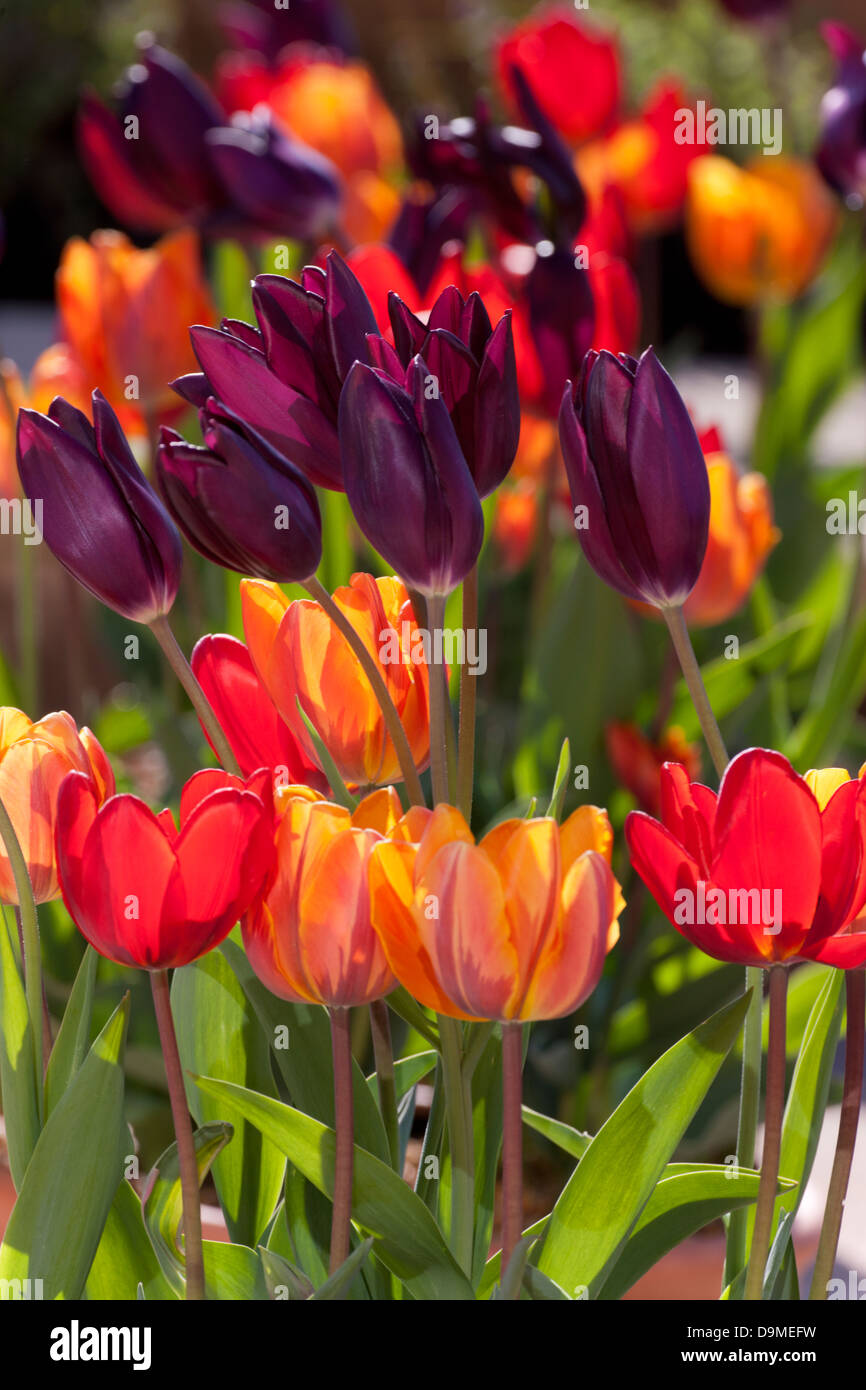 Tulips in close-up in a Todwick garden Stock Photo - Alamy