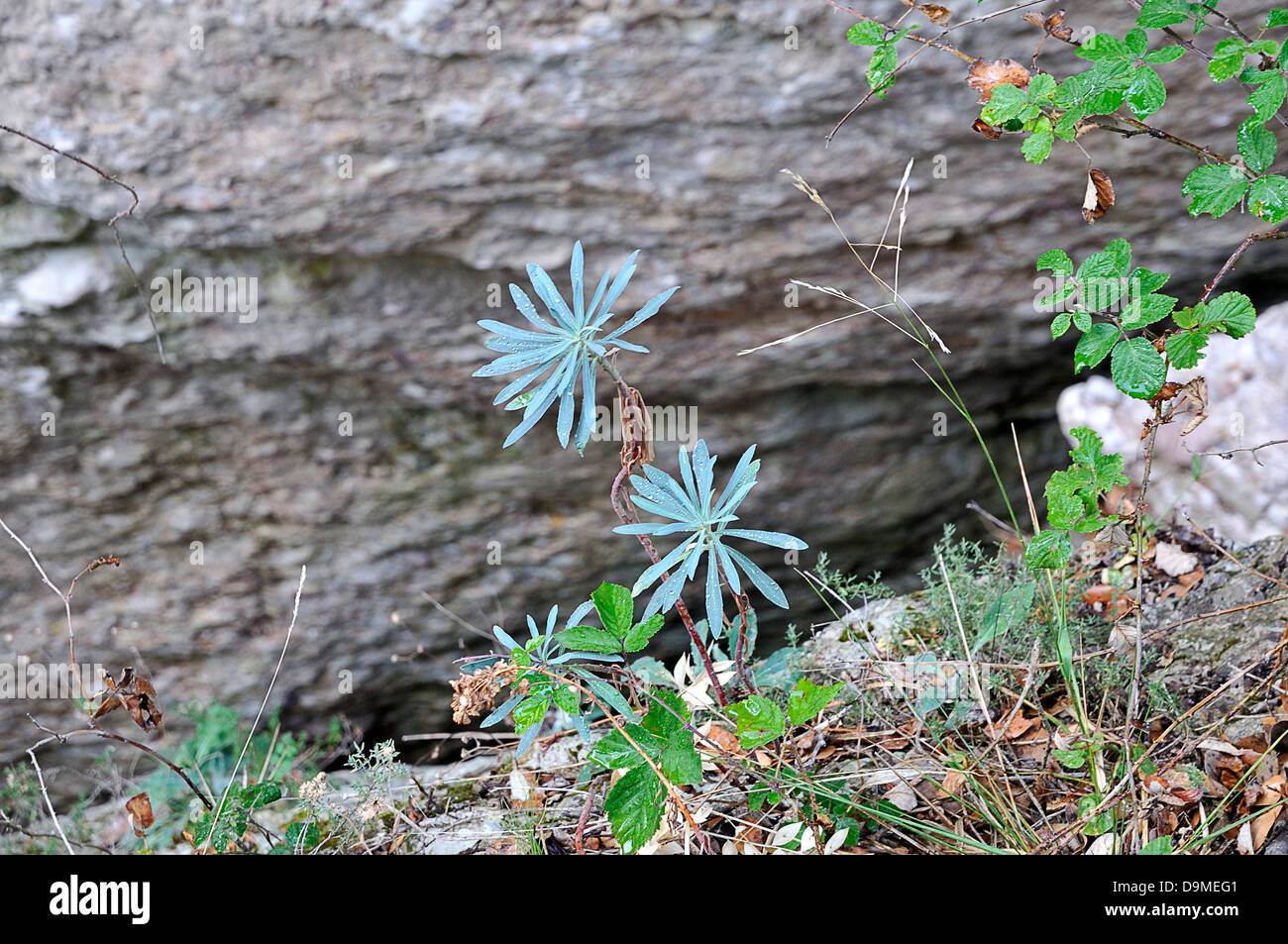Starry rare flower that only grows in montserrat Stock Photo - Alamy
