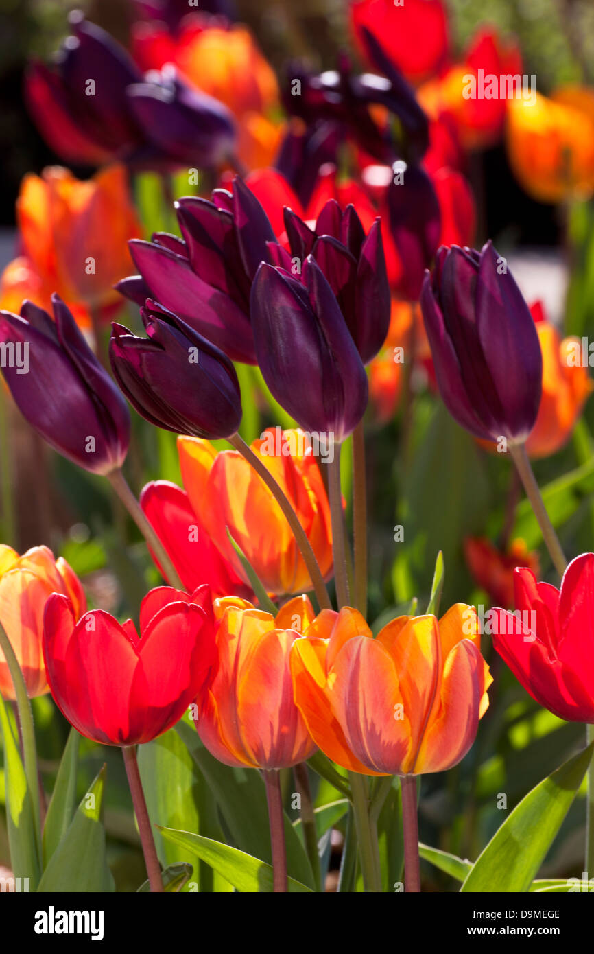 Tulips in close-up in a Todwick garden Stock Photo - Alamy