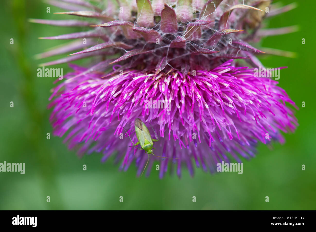 Common musk hi-res stock photography and images - Alamy