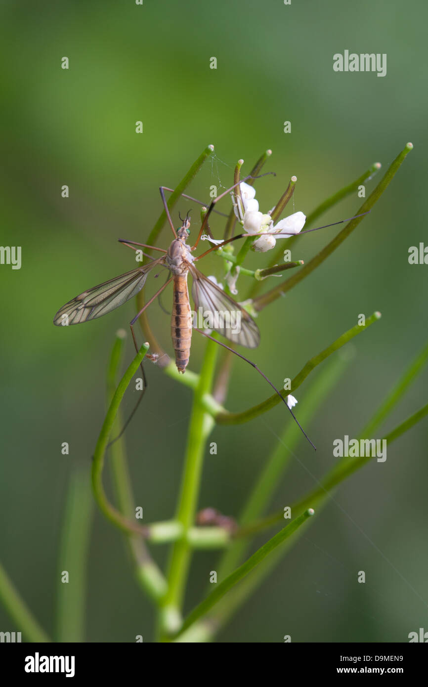 Crane-fly Tipula oleracea adult at rest on a Hedge Garlic plant Stock ...
