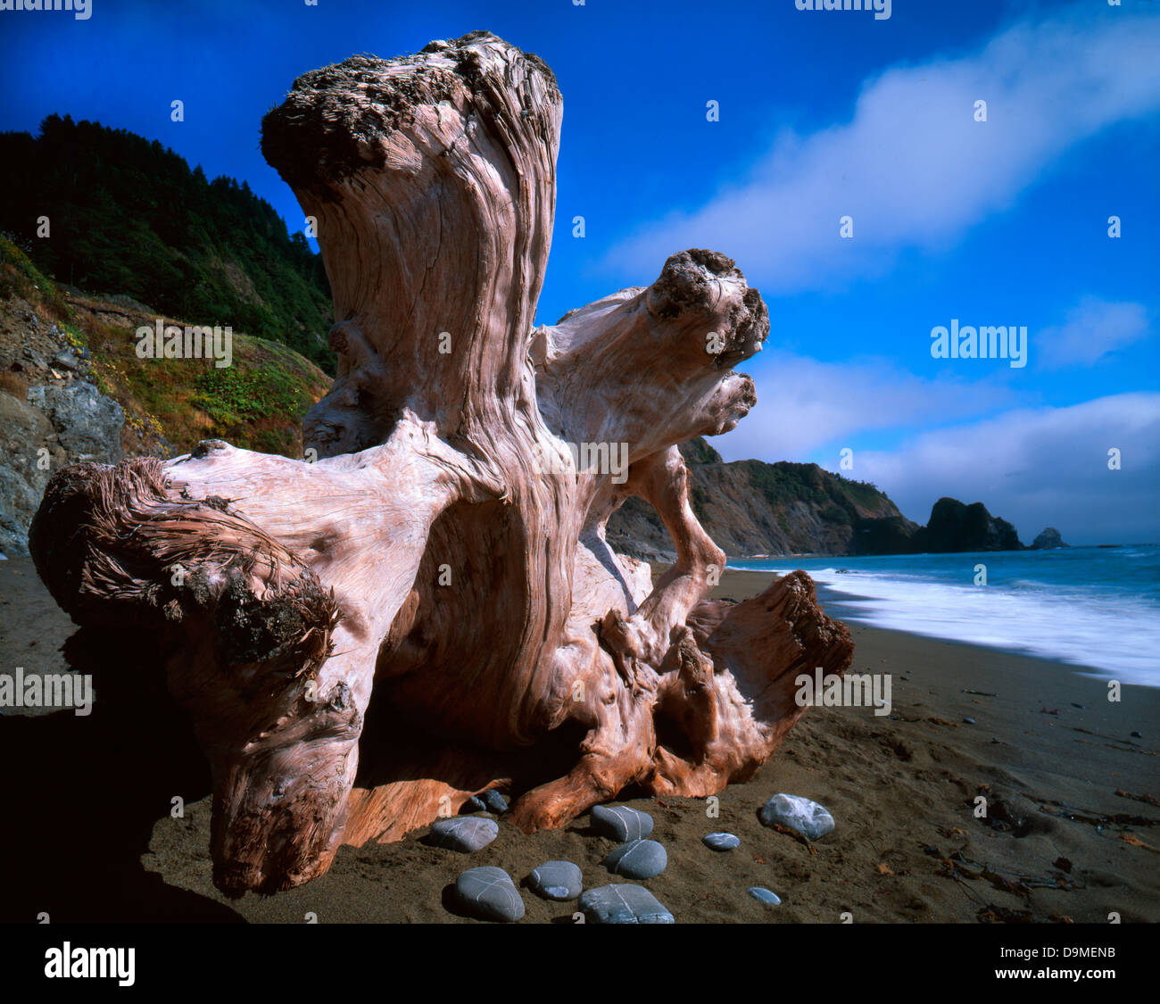 Huge Redwood tree stump along the Pacific Ocean shoreline in Redwood ...