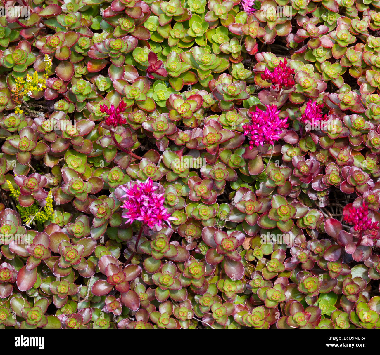 Infographics Sedums Care