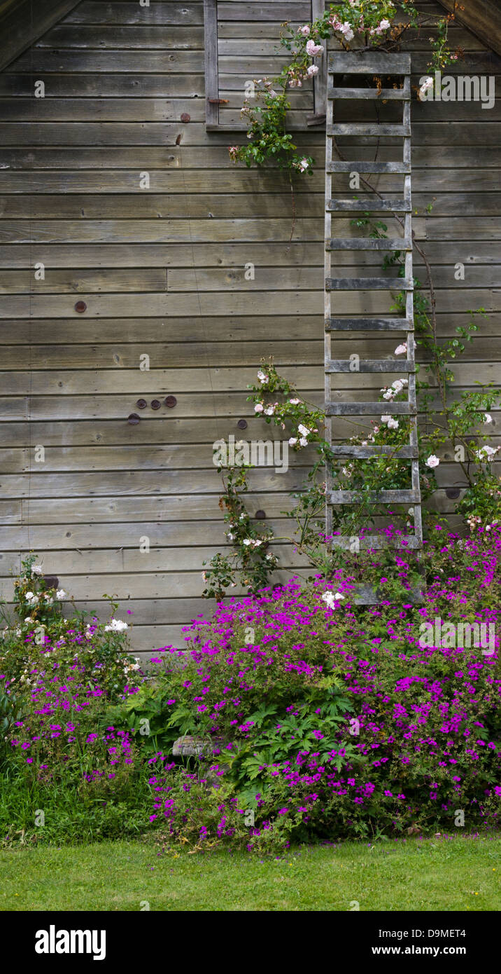 Rose bush climbing an old ladder on the side of a barn Stock Photo - Alamy