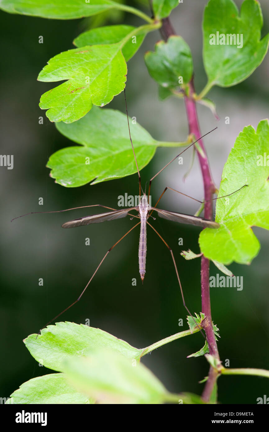 Crane-fly Tipula oleracea adult at rest on a Hawthorn stem and leaves ...