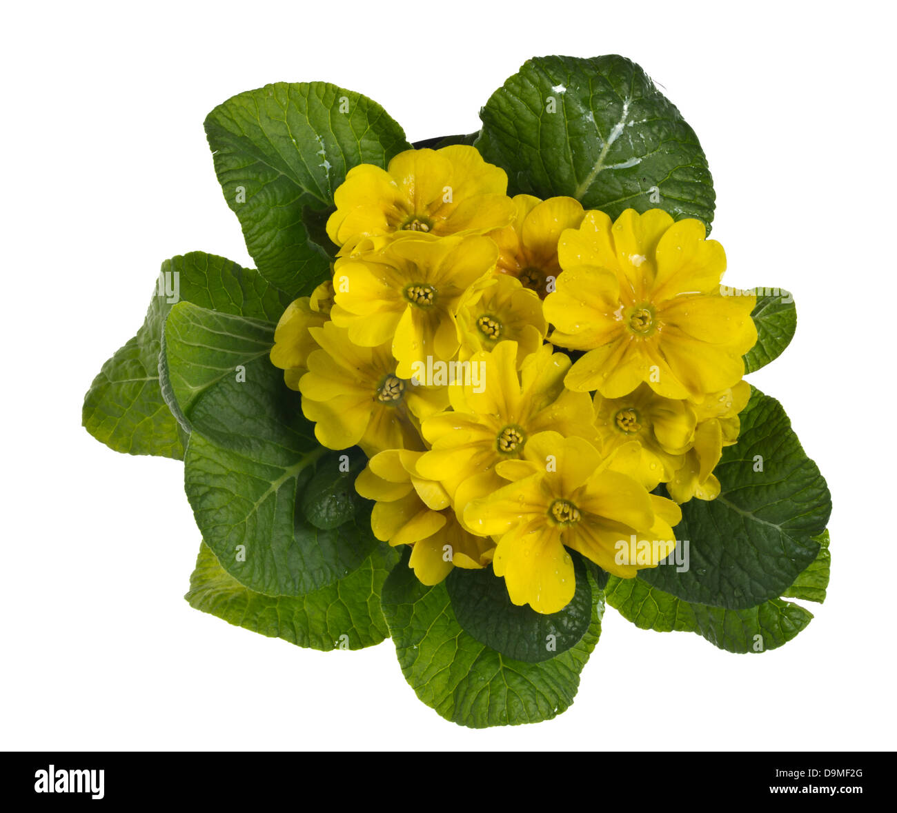 Blooming yellow primrose isolated on white Stock Photo - Alamy