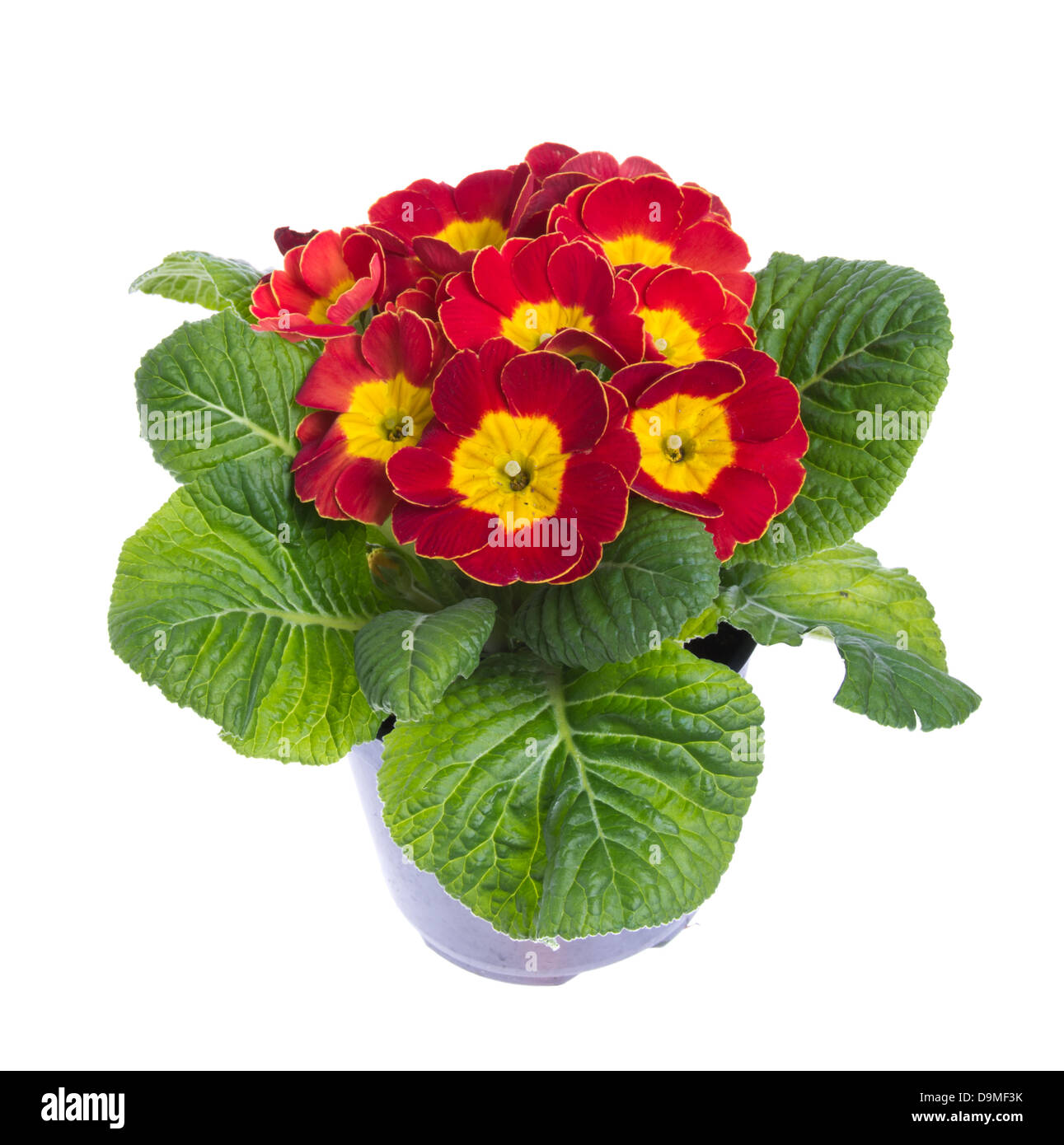 Red potted plants Cut Out Stock Images & Pictures - Alamy