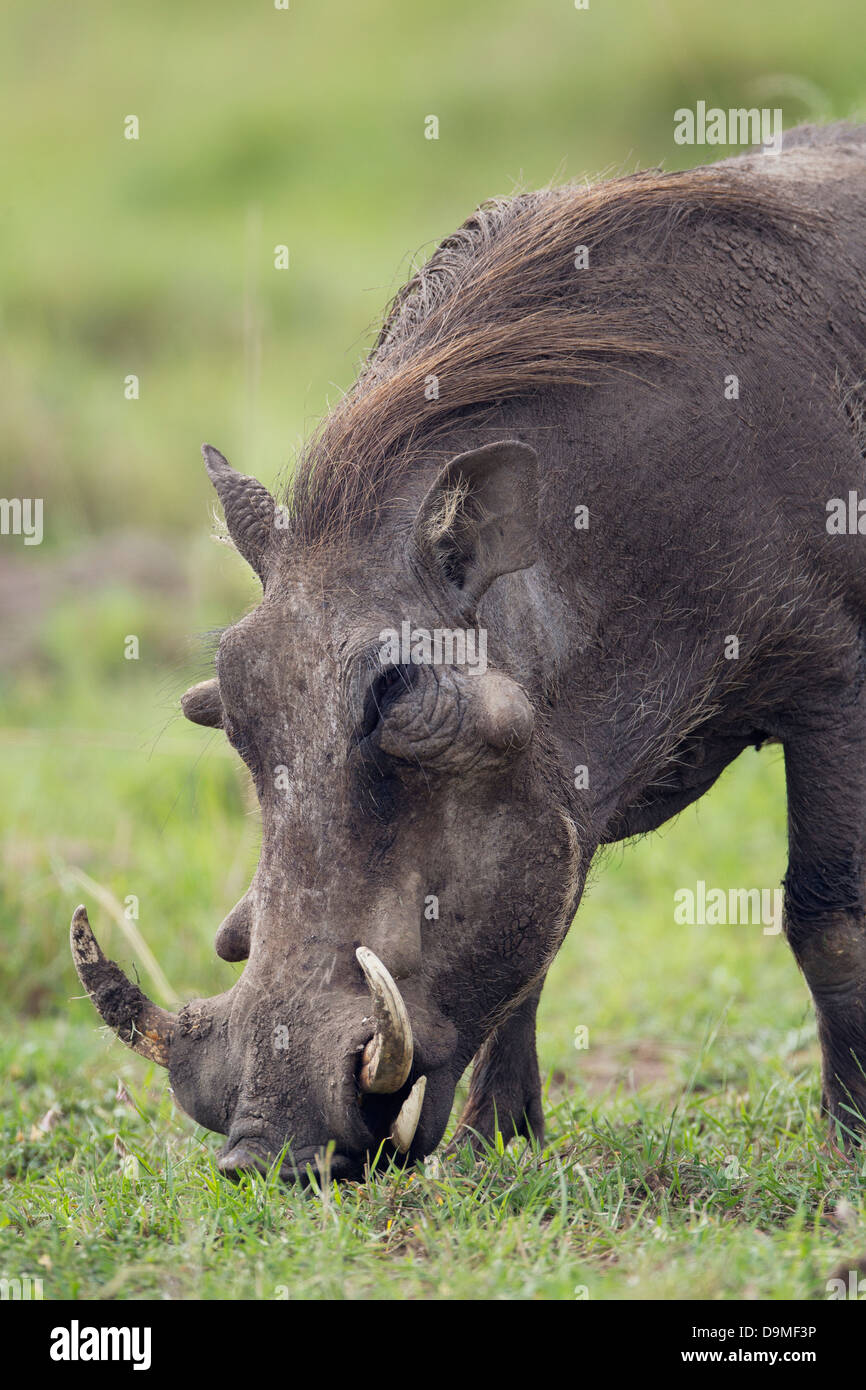 Close up warthog hi-res stock photography and images - Alamy