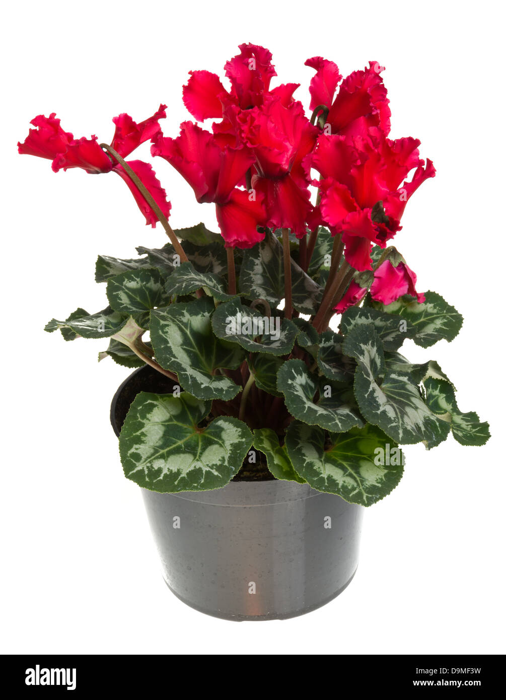 Red and white cyclamen plants hi-res stock photography and images - Alamy