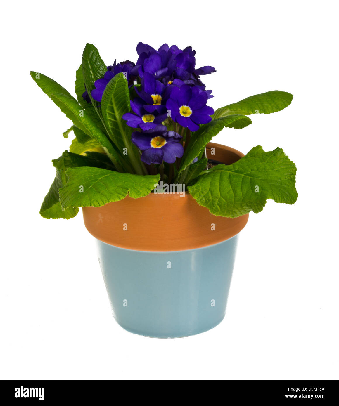 A blue primrose in a glazed clay pot isolated on white Stock Photo - Alamy