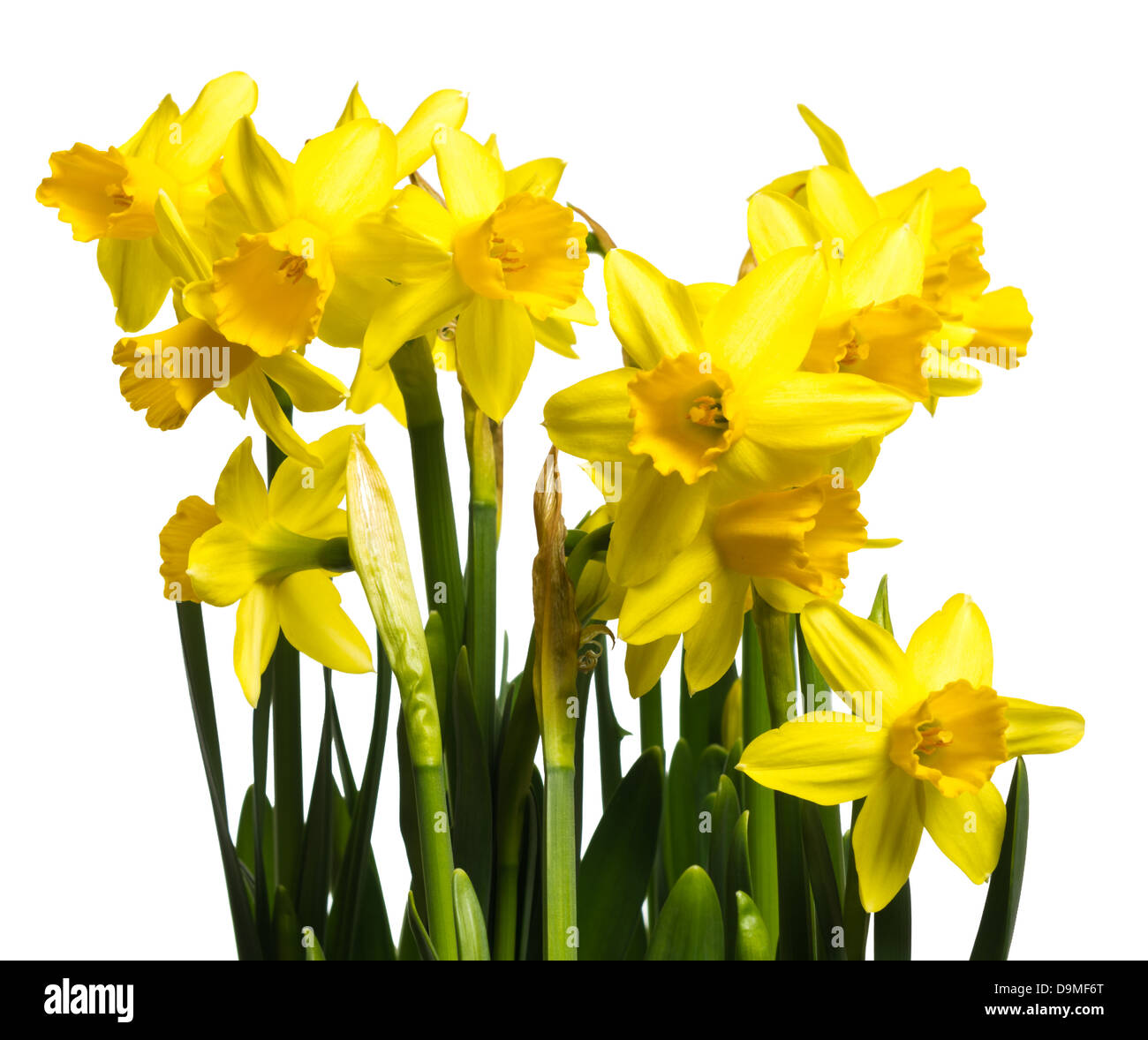 An arrangement of bright blooming daffodils Stock Photo - Alamy