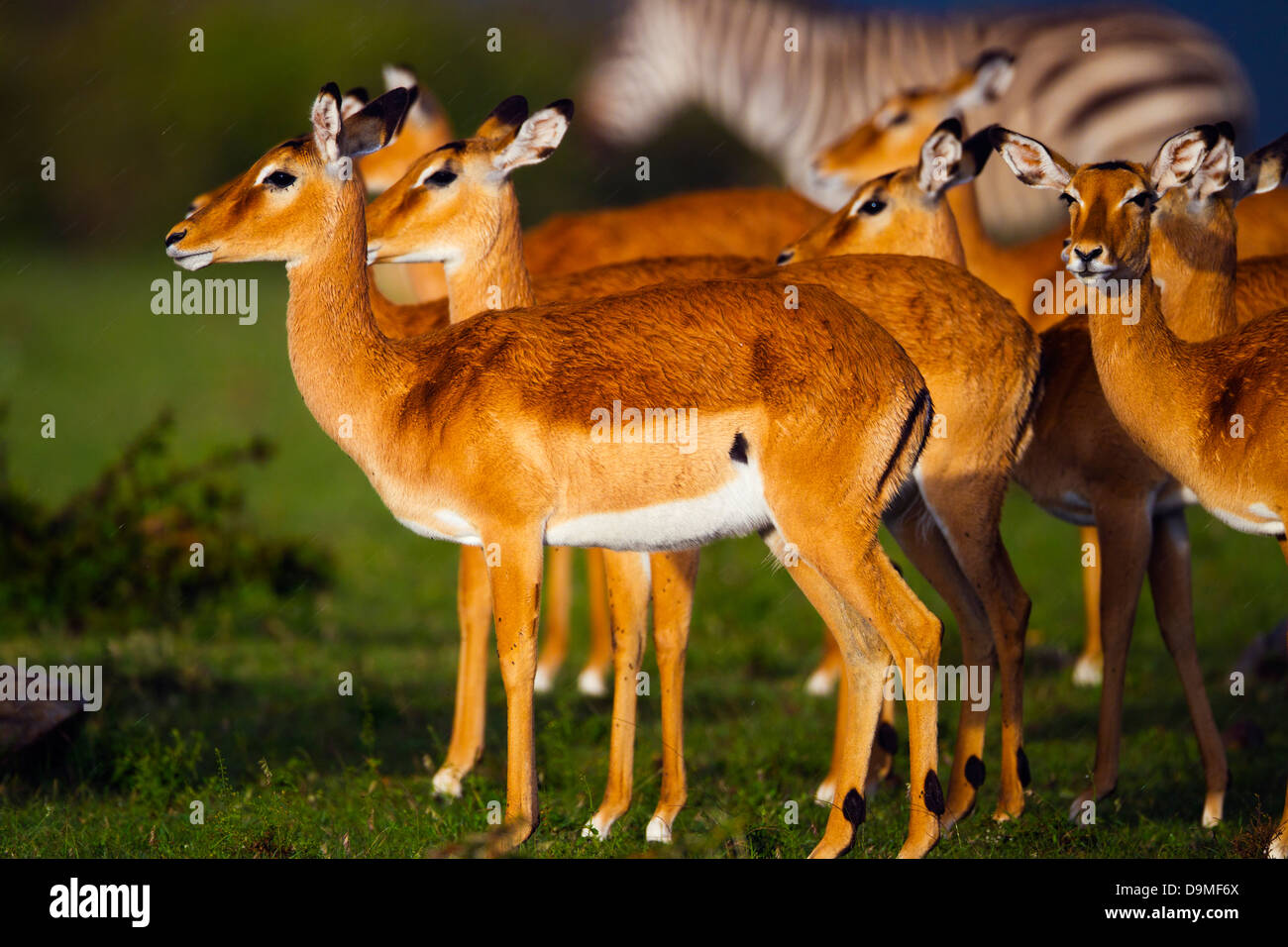 Impala antelopes in a thunderstorm at sunset, Masai Mara, Kenya Stock ...