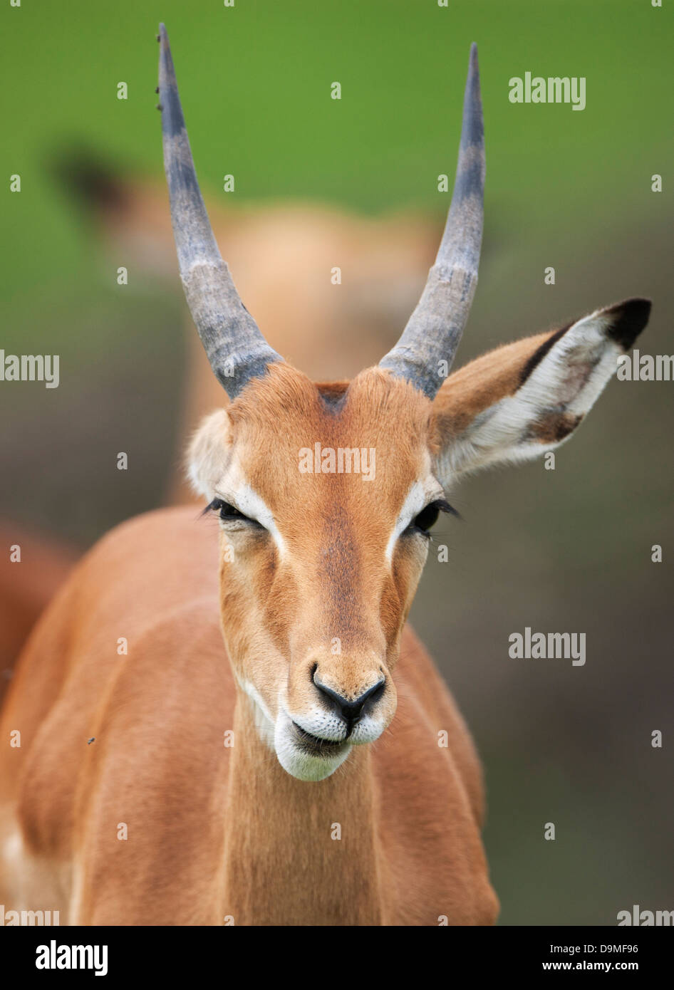 Impala antelope close up portrait, Serengeti, Tanzania Stock Photo - Alamy