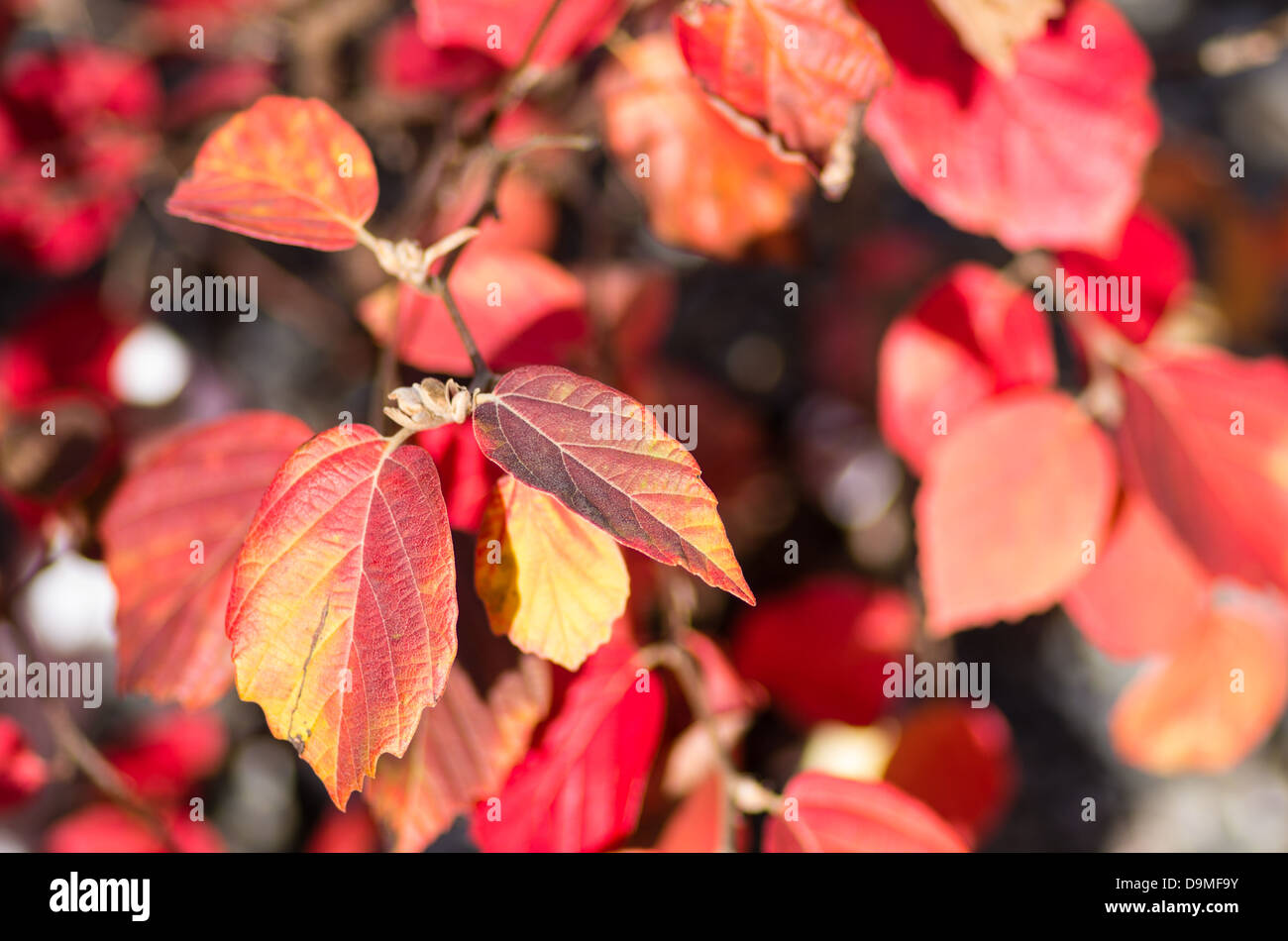A group of colorful red fall leaves Stock Photo - Alamy