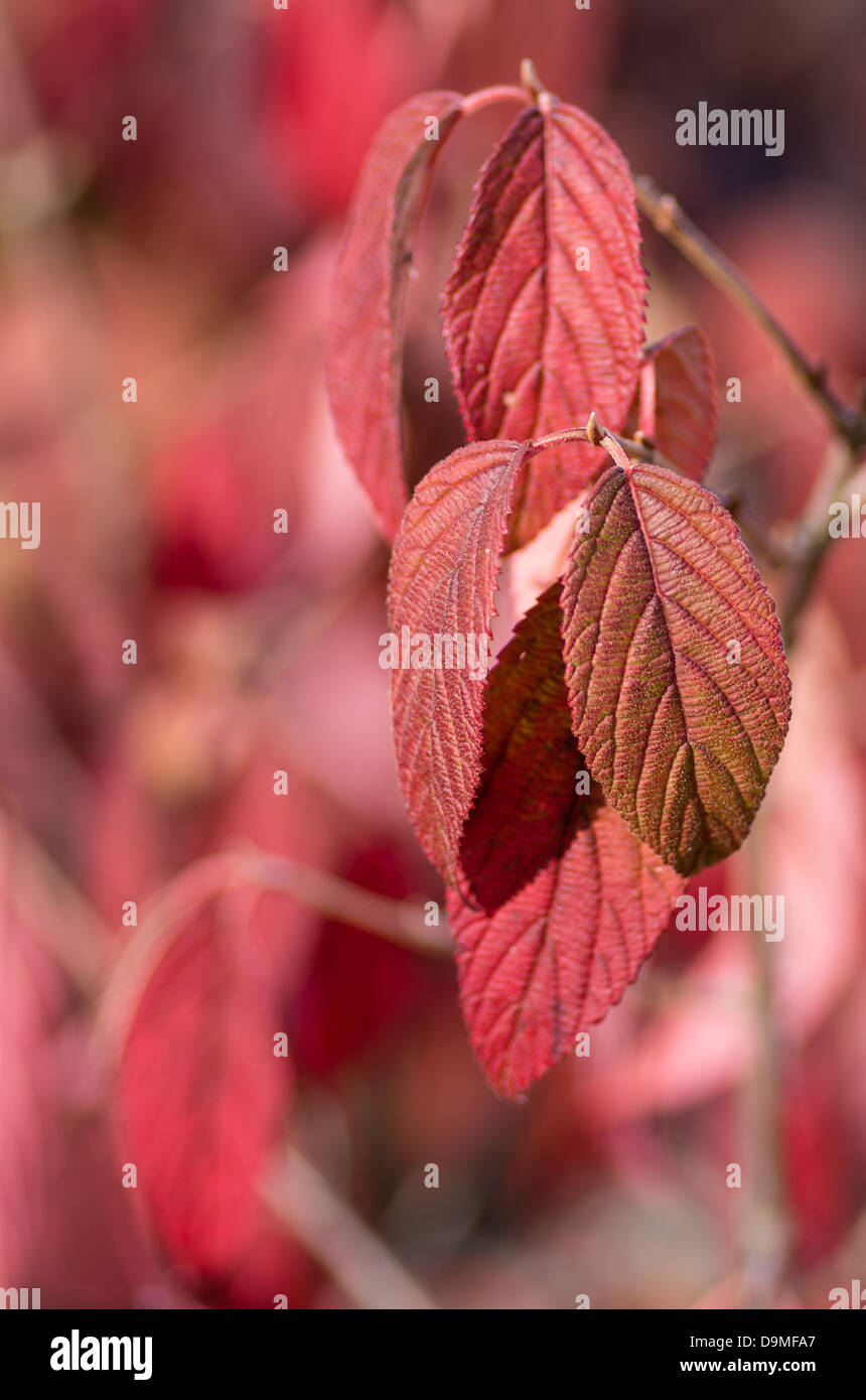 Red fall leaves changing color Stock Photo - Alamy