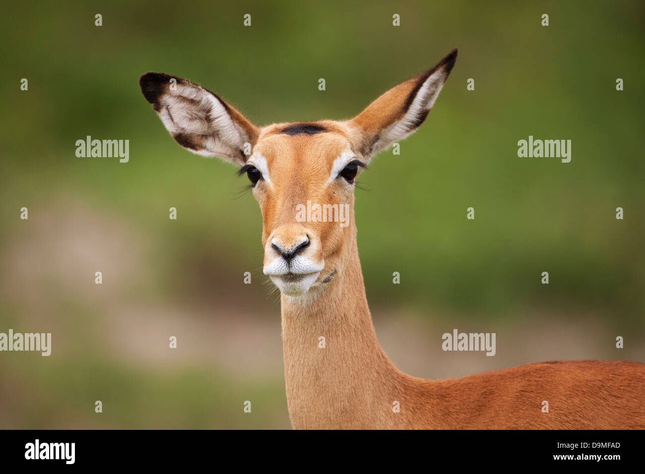 Impala antelope close up portrait, Serengeti, Tanzania Stock Photo - Alamy