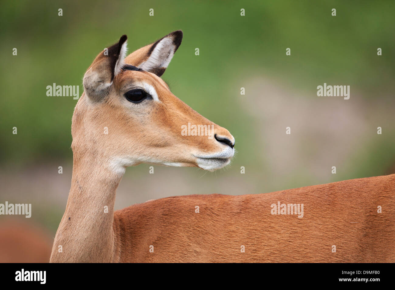 Impala antelope close up portrait, Serengeti, Tanzania Stock Photo - Alamy