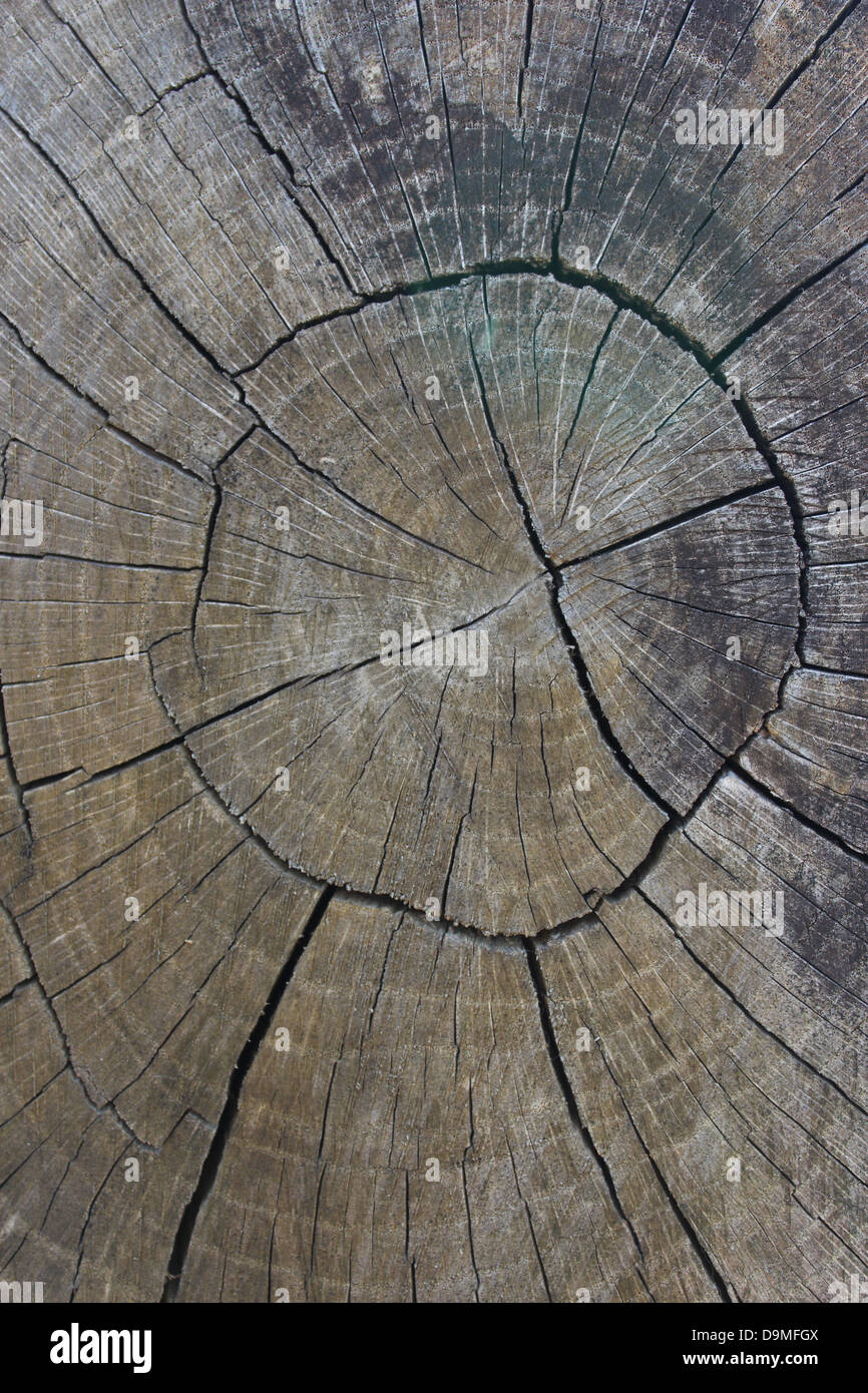 Pattern of dark wooden on a cut of the tree Stock Photo - Alamy
