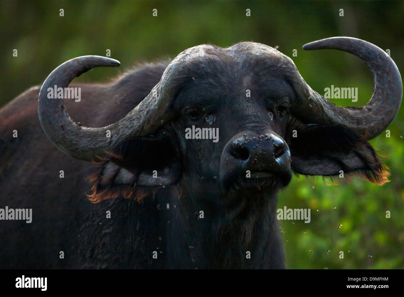 Buffalo close hi-res stock photography and images - Alamy