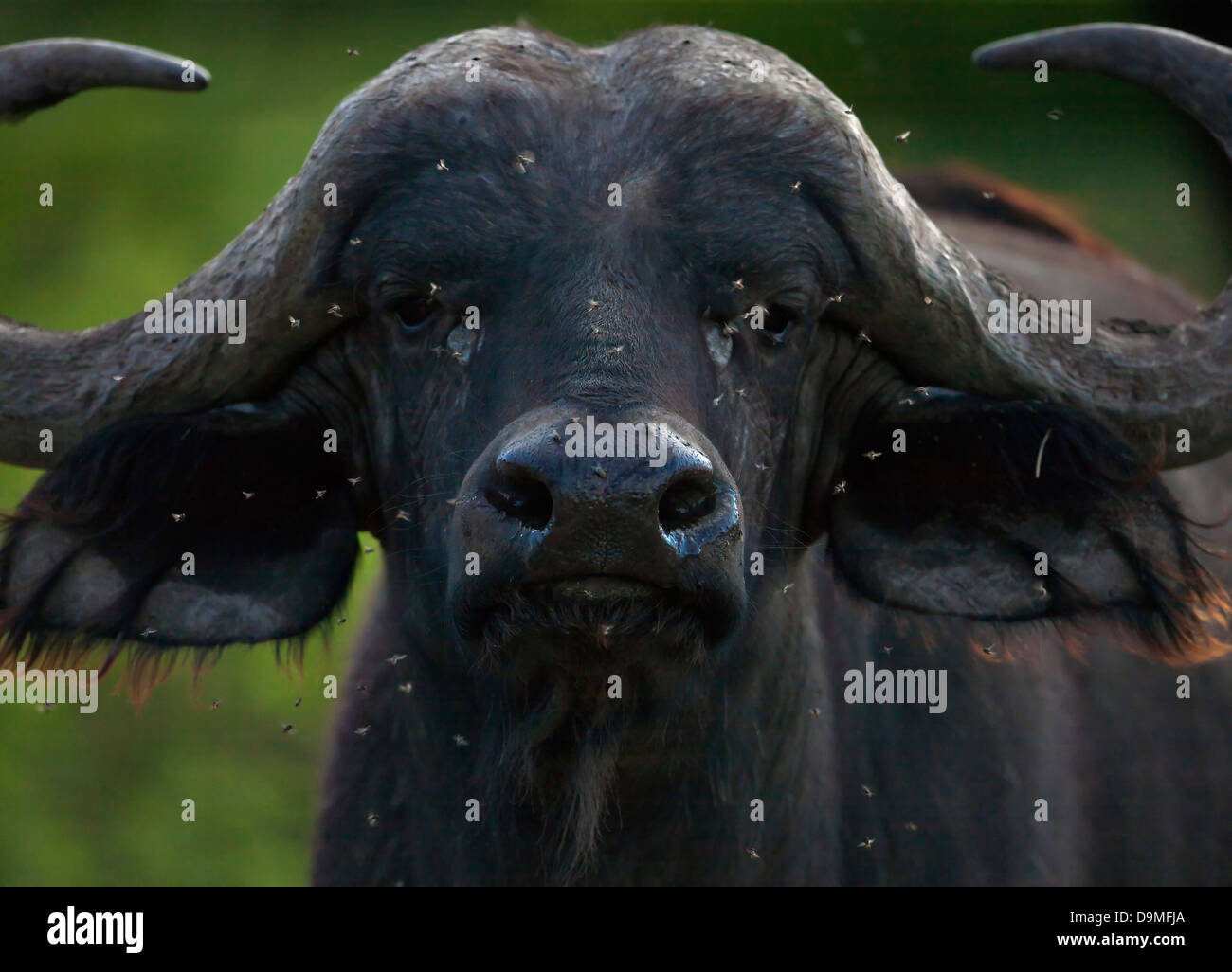 Cape buffalo close up hi-res stock photography and images - Alamy