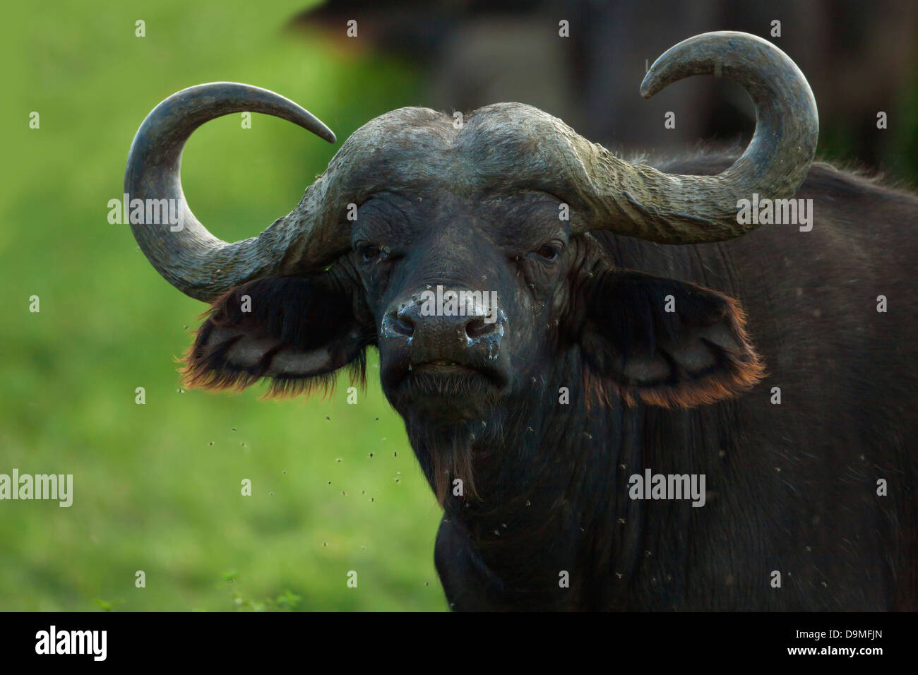 Buffalo close up hi-res stock photography and images - Alamy