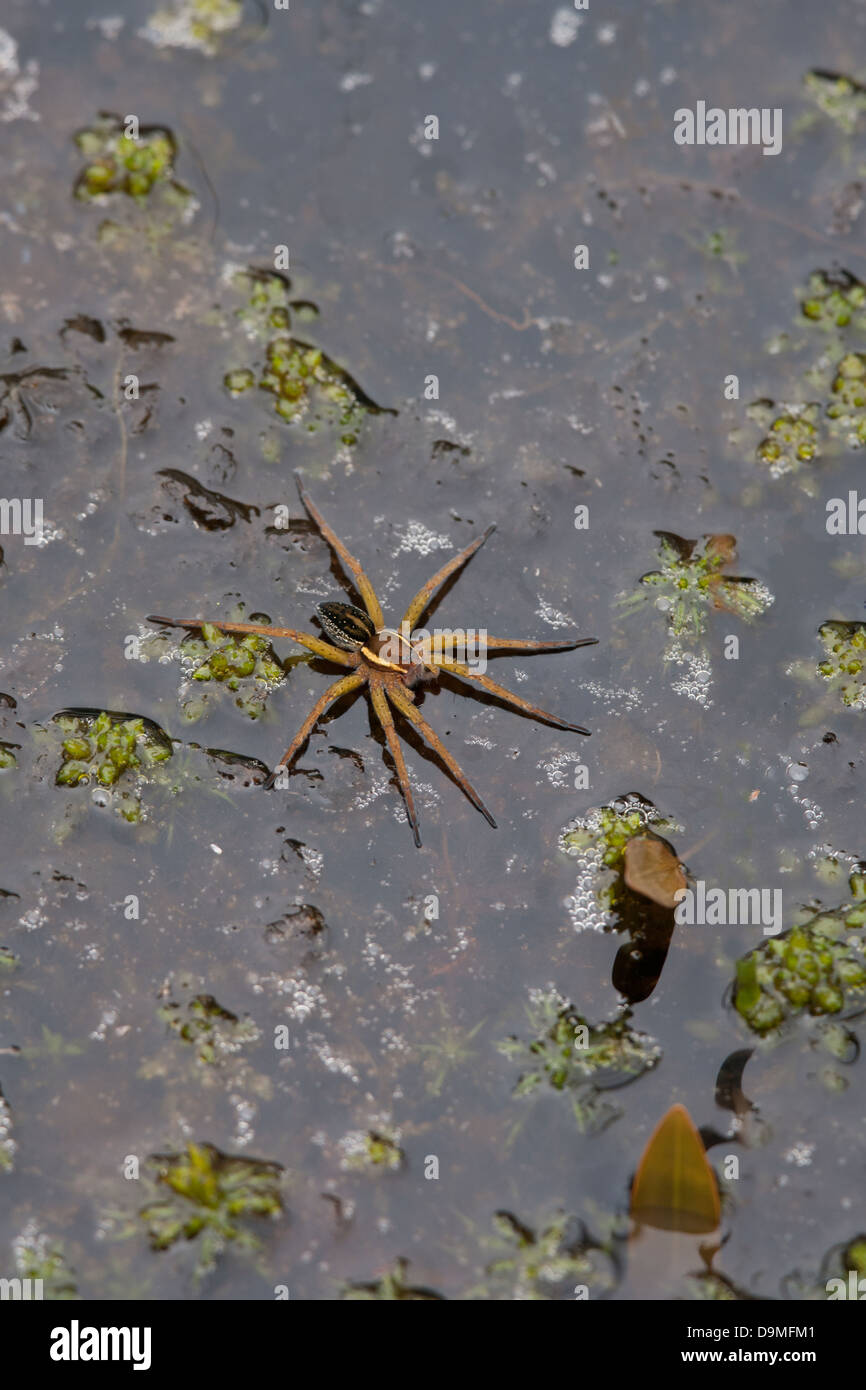 Swamp Spider High Resolution Stock Photography and Images - Alamy