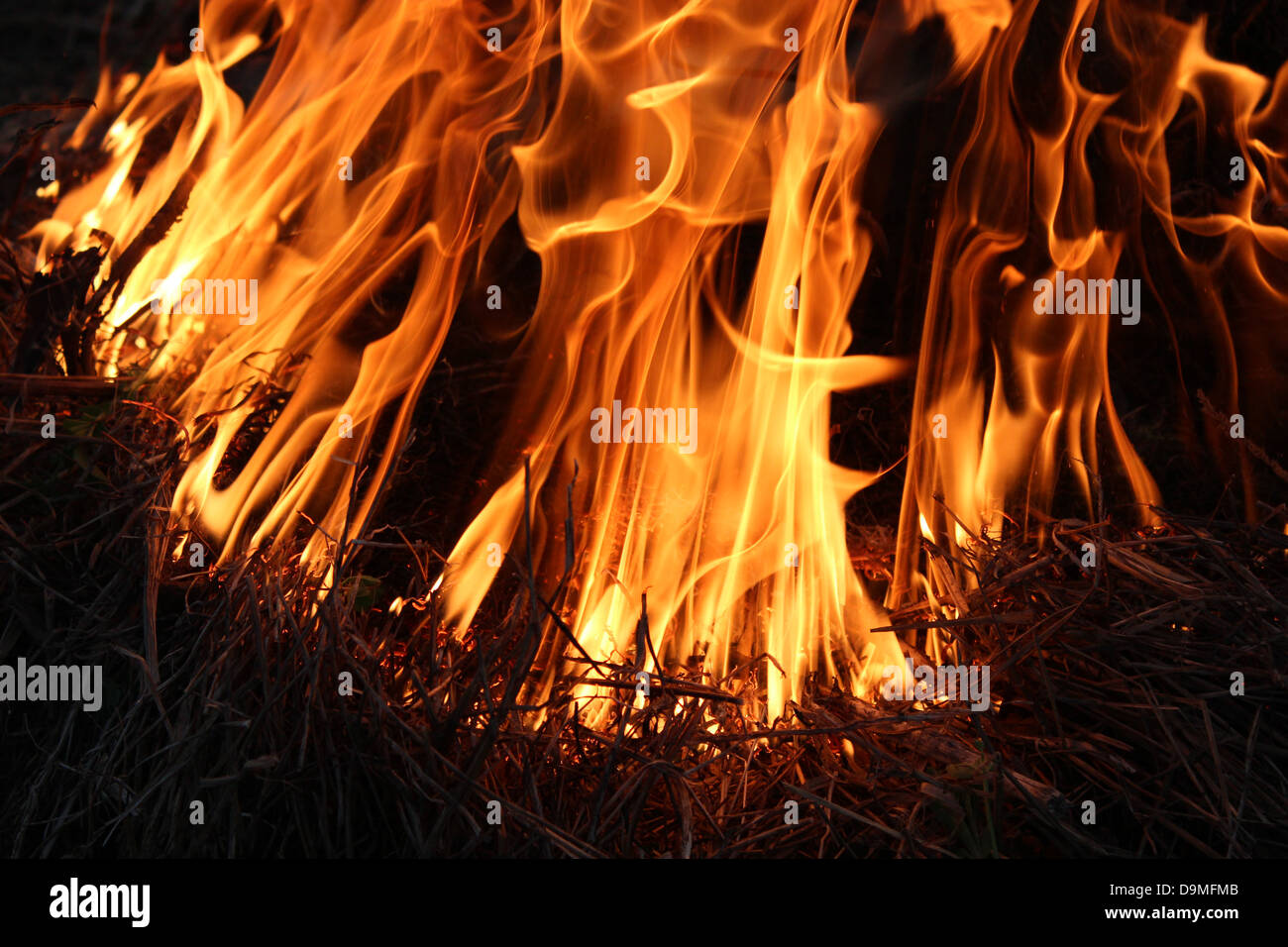 body of flame inflaming in a forest Stock Photo - Alamy