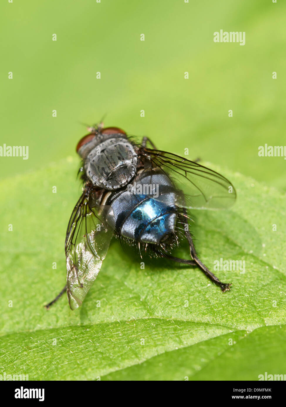 Bluebottle fly hi-res stock photography and images - Alamy