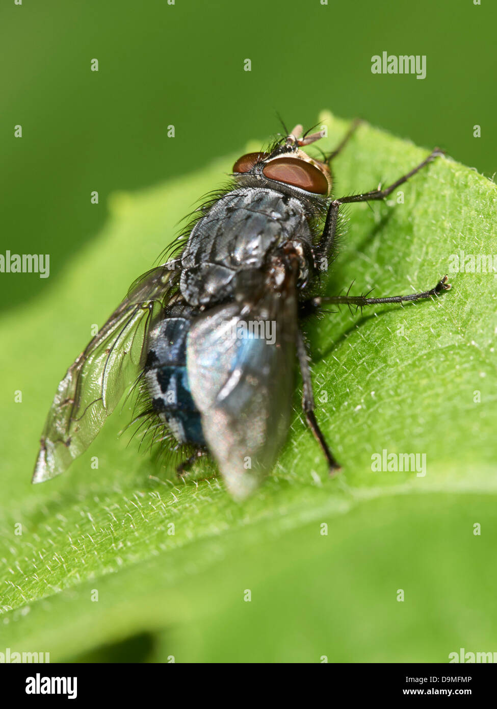 Bluebottle fly hi-res stock photography and images - Alamy