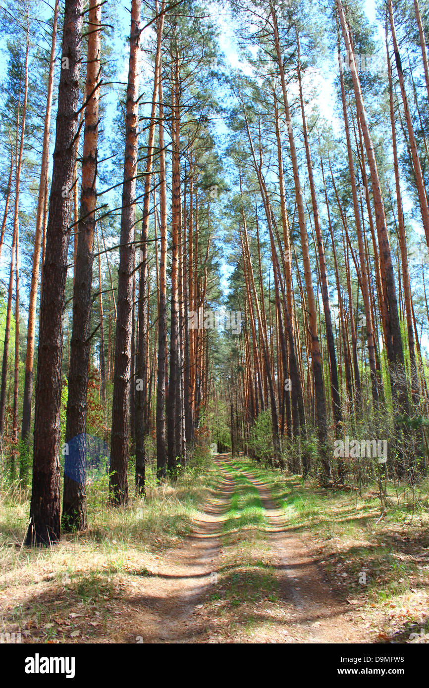 Spring thickets hi-res stock photography and images - Alamy