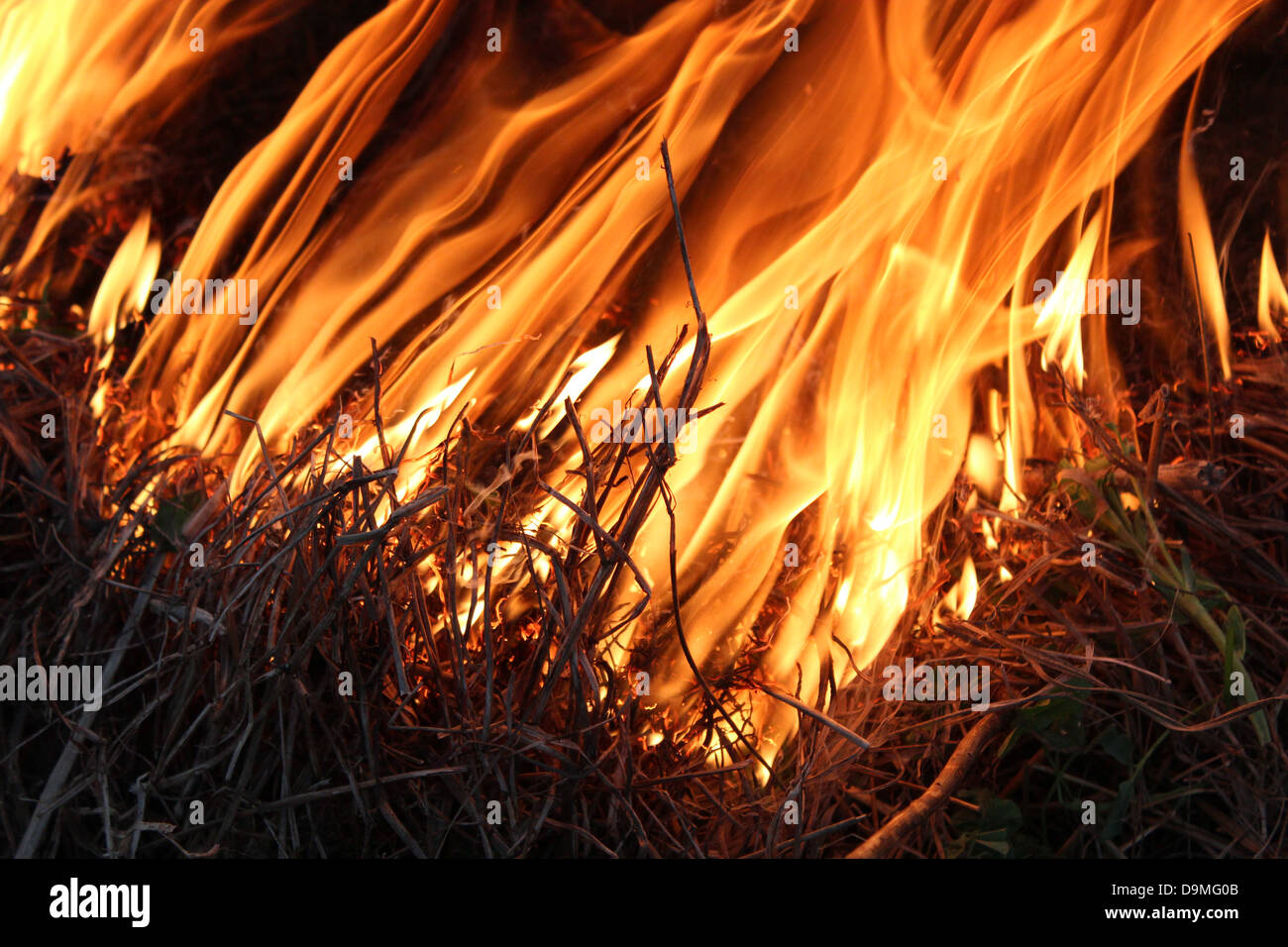 body of flame inflaming in a forest Stock Photo - Alamy