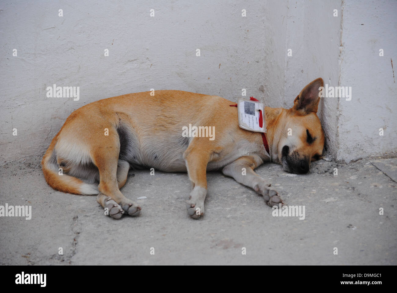 Caribbean dog hi-res stock photography and images - Alamy