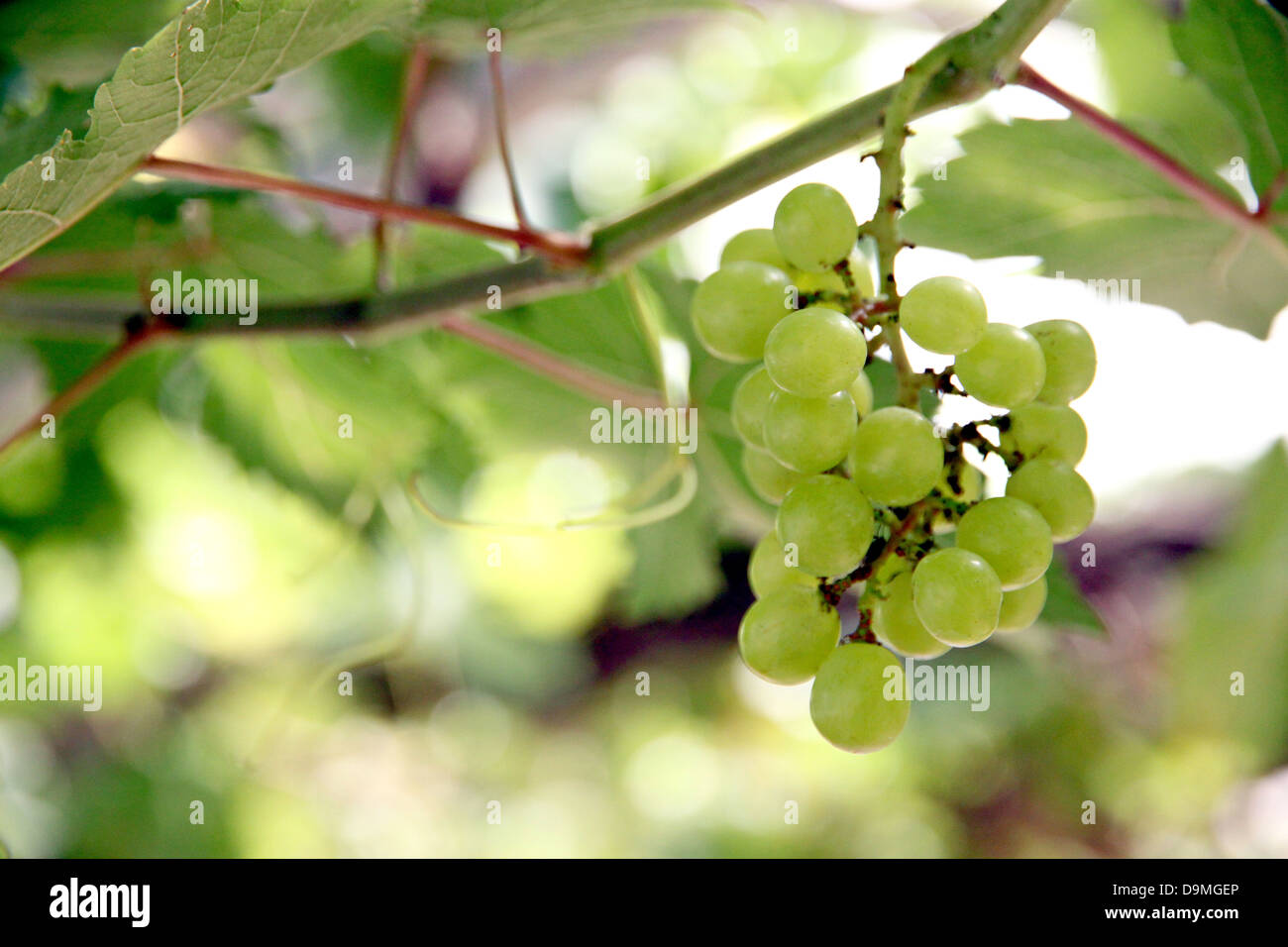 Green seedless grapes on vine hi-res stock photography and images - Alamy