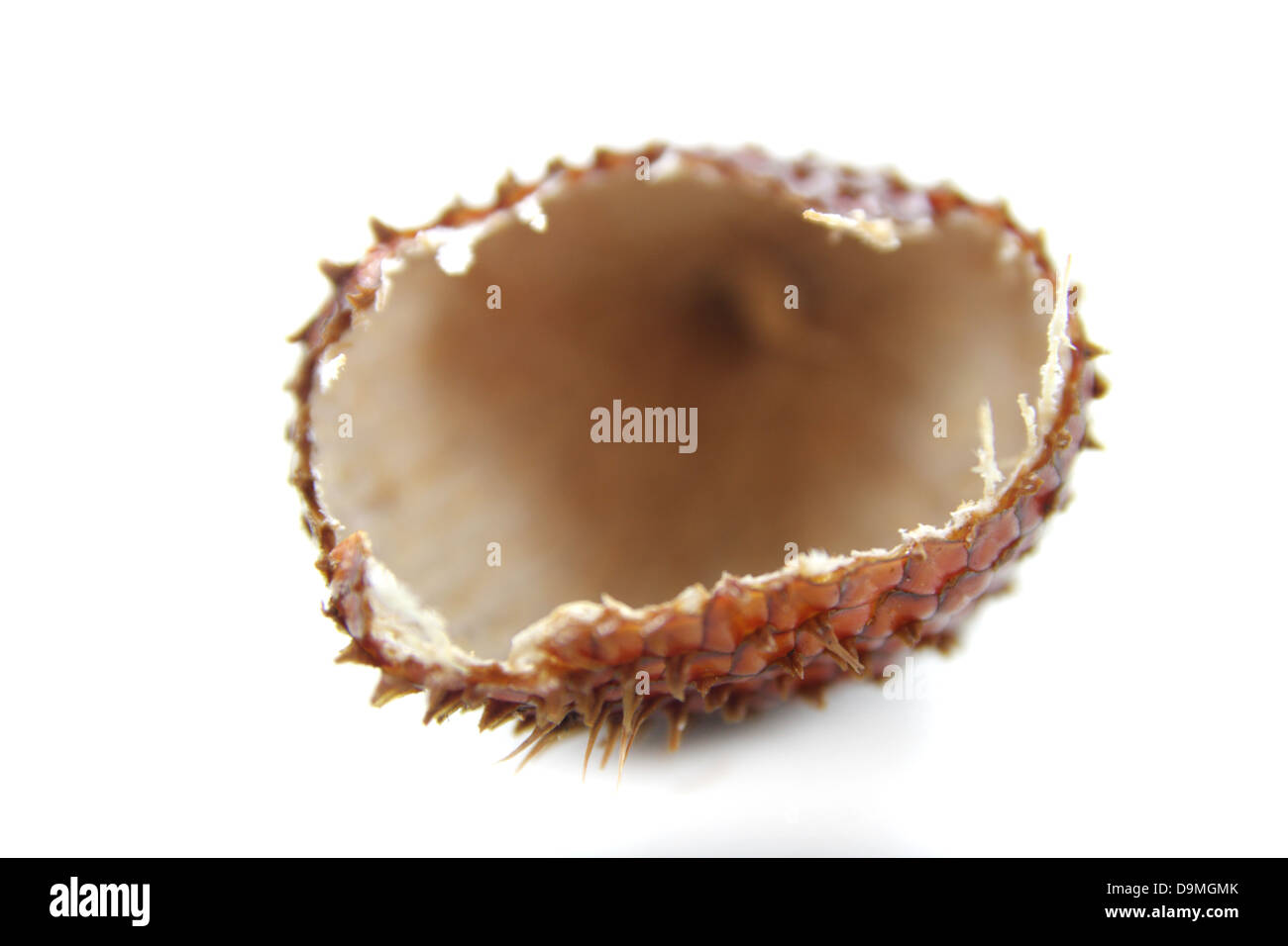 Fruit shell hi-res stock photography and images - Alamy