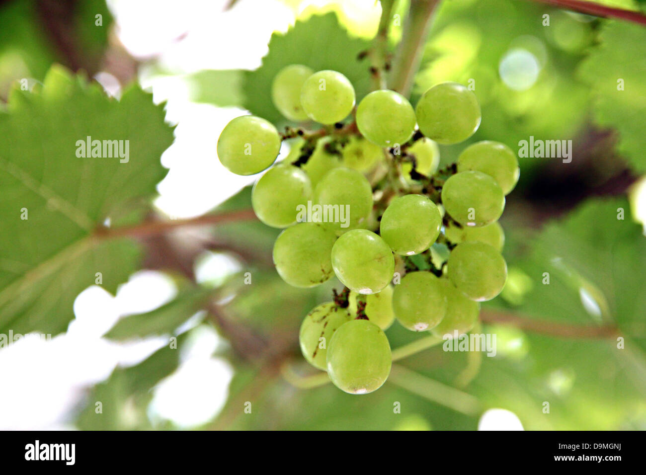 The Green seedless grapes on the tree Stock Photo - Alamy