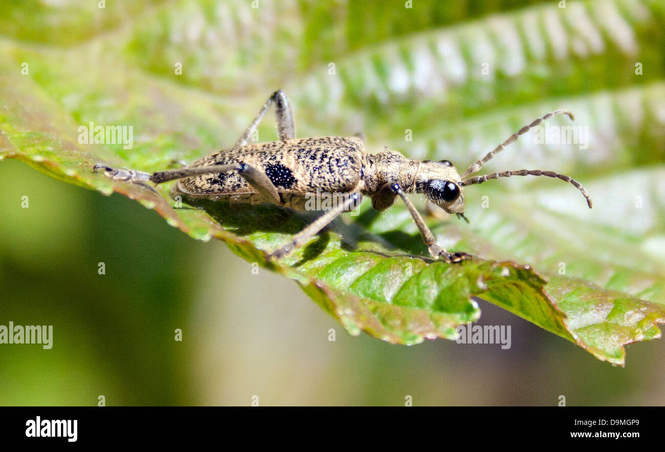 brown marmorated stink bug Stock Photo - Alamy