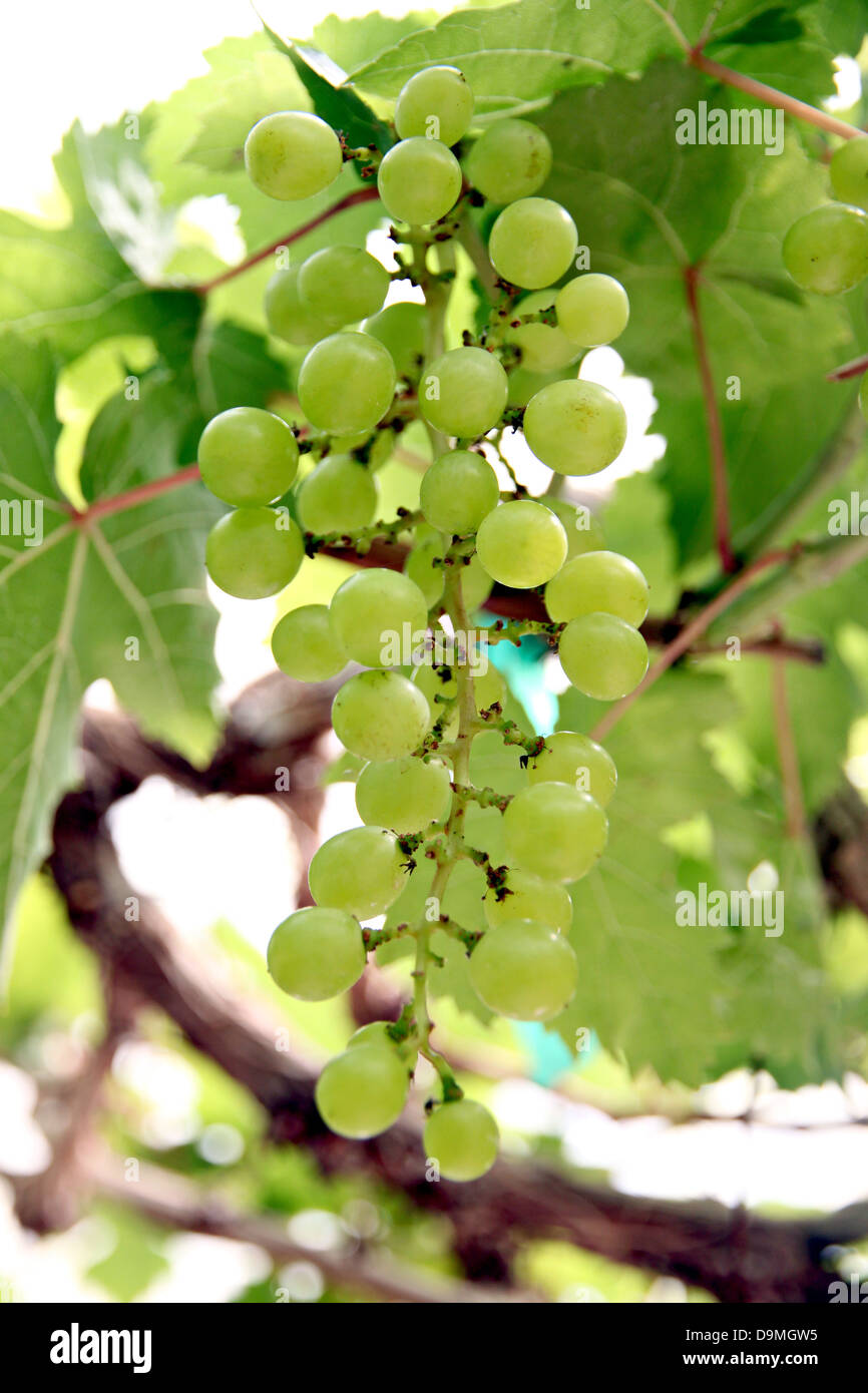 The Green seedless grapes on the tree Stock Photo - Alamy