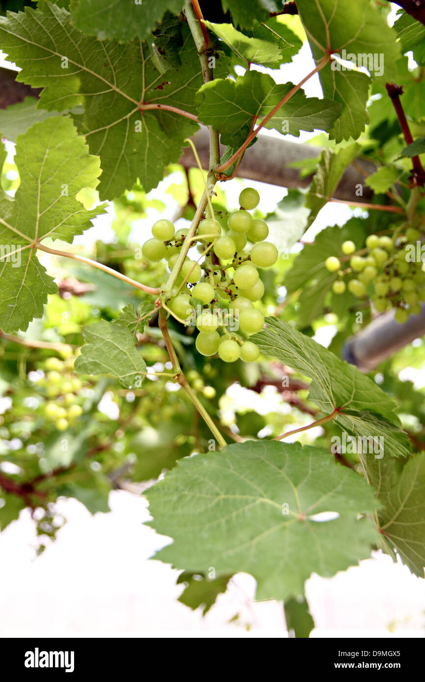 The Green seedless grapes on the tree Stock Photo - Alamy