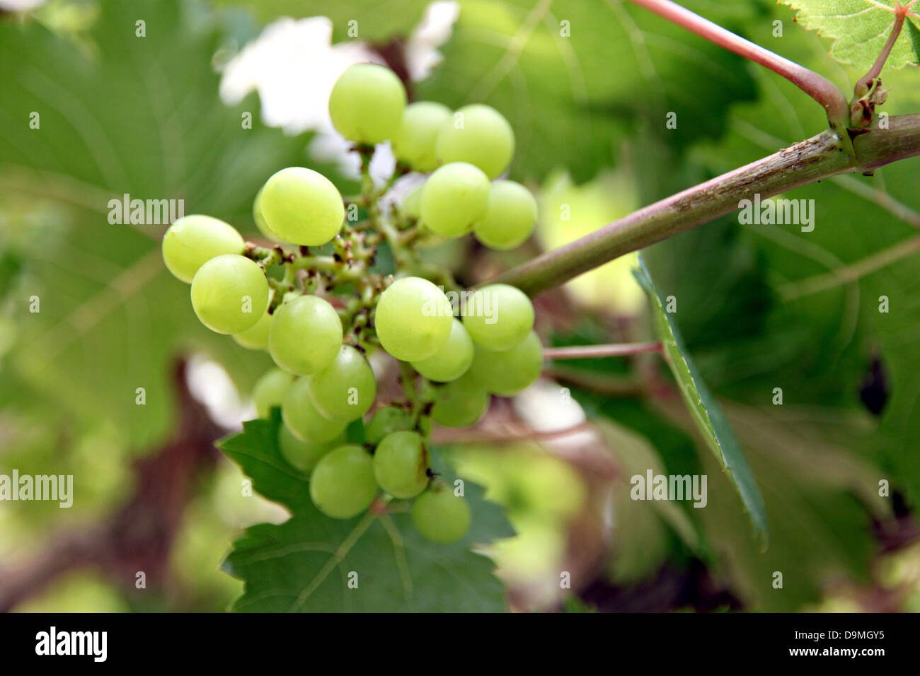 The Green seedless grapes on the tree Stock Photo - Alamy