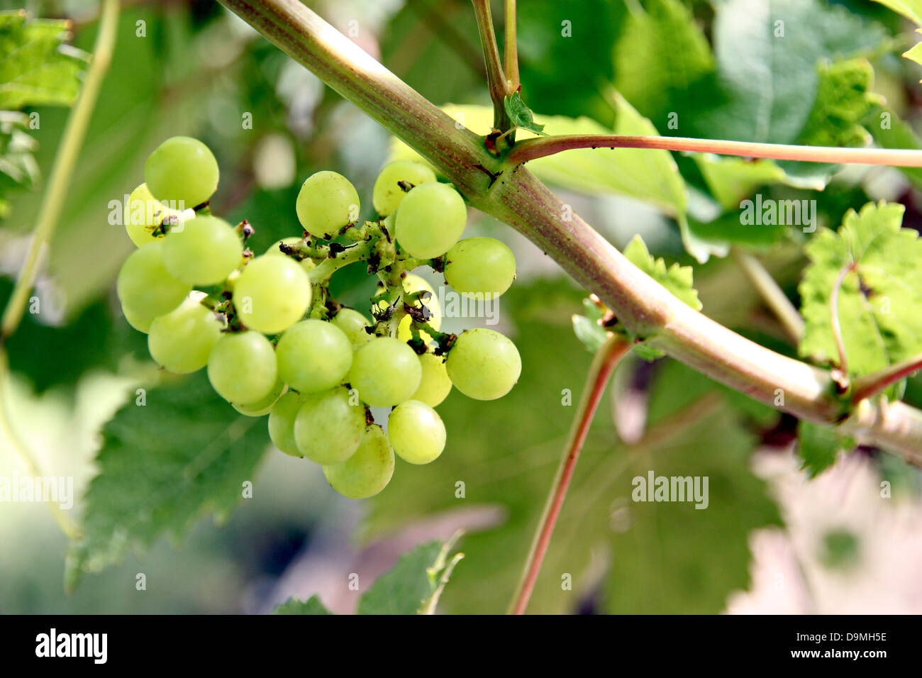 The Green seedless grapes on the tree Stock Photo - Alamy