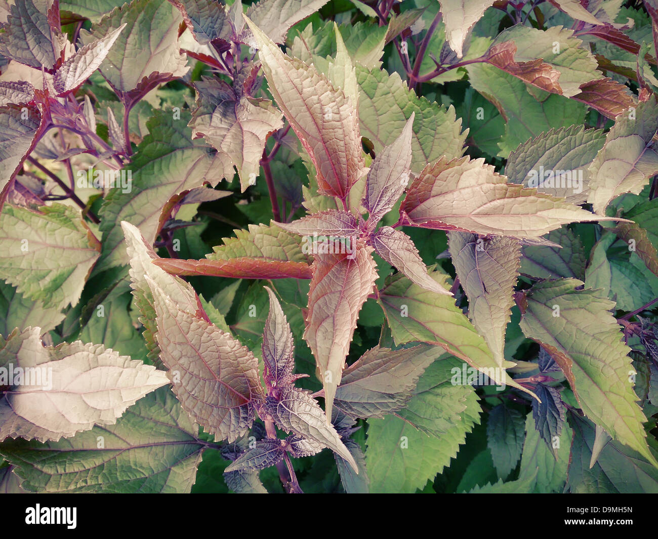 Boscage hi-res stock photography and images - Alamy